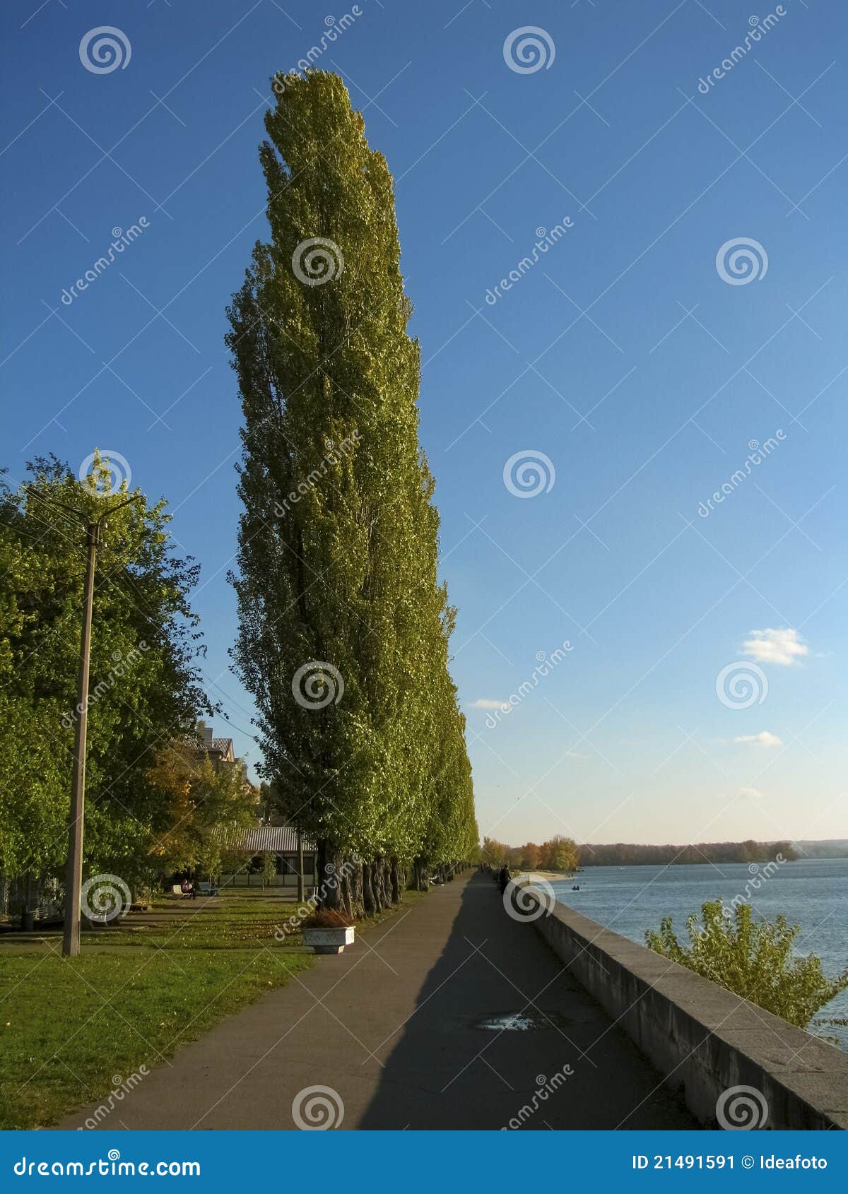 Poplars in Autumn Park Near River Stock Image - Image of foliage ...