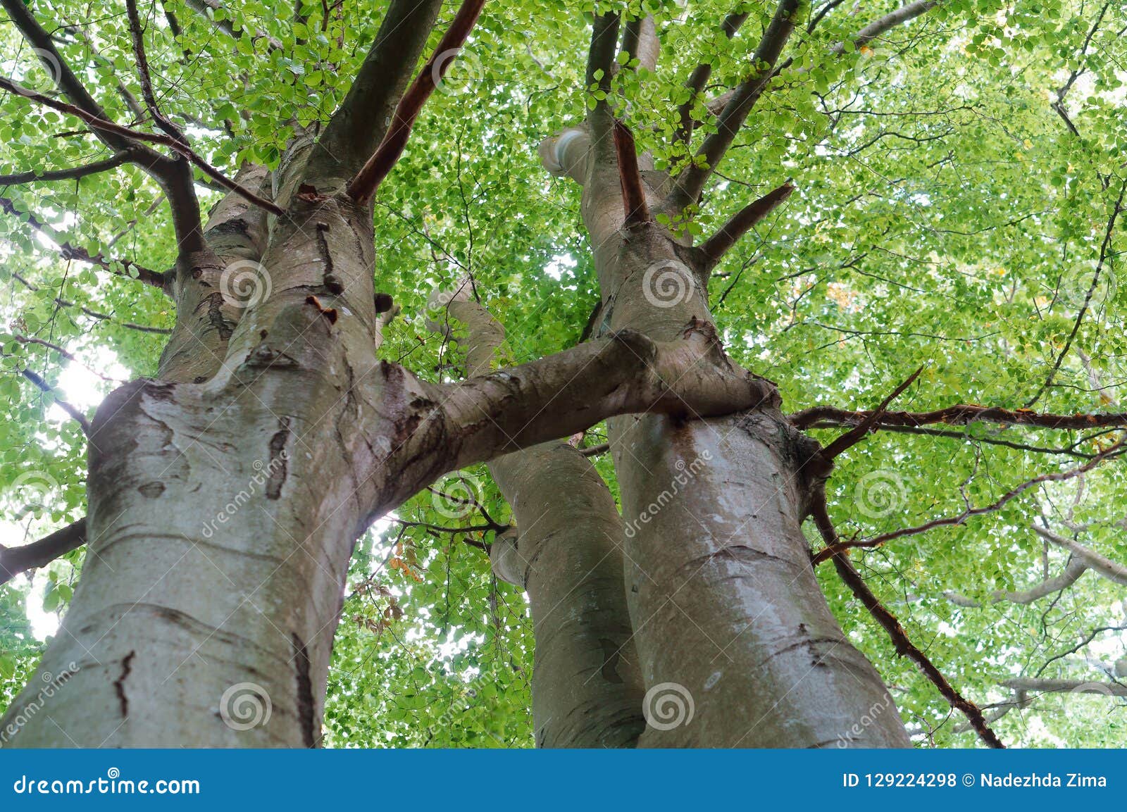 Poplars, Two Tree Trunks, Old Trees Next To Each Other Stock Photo ...