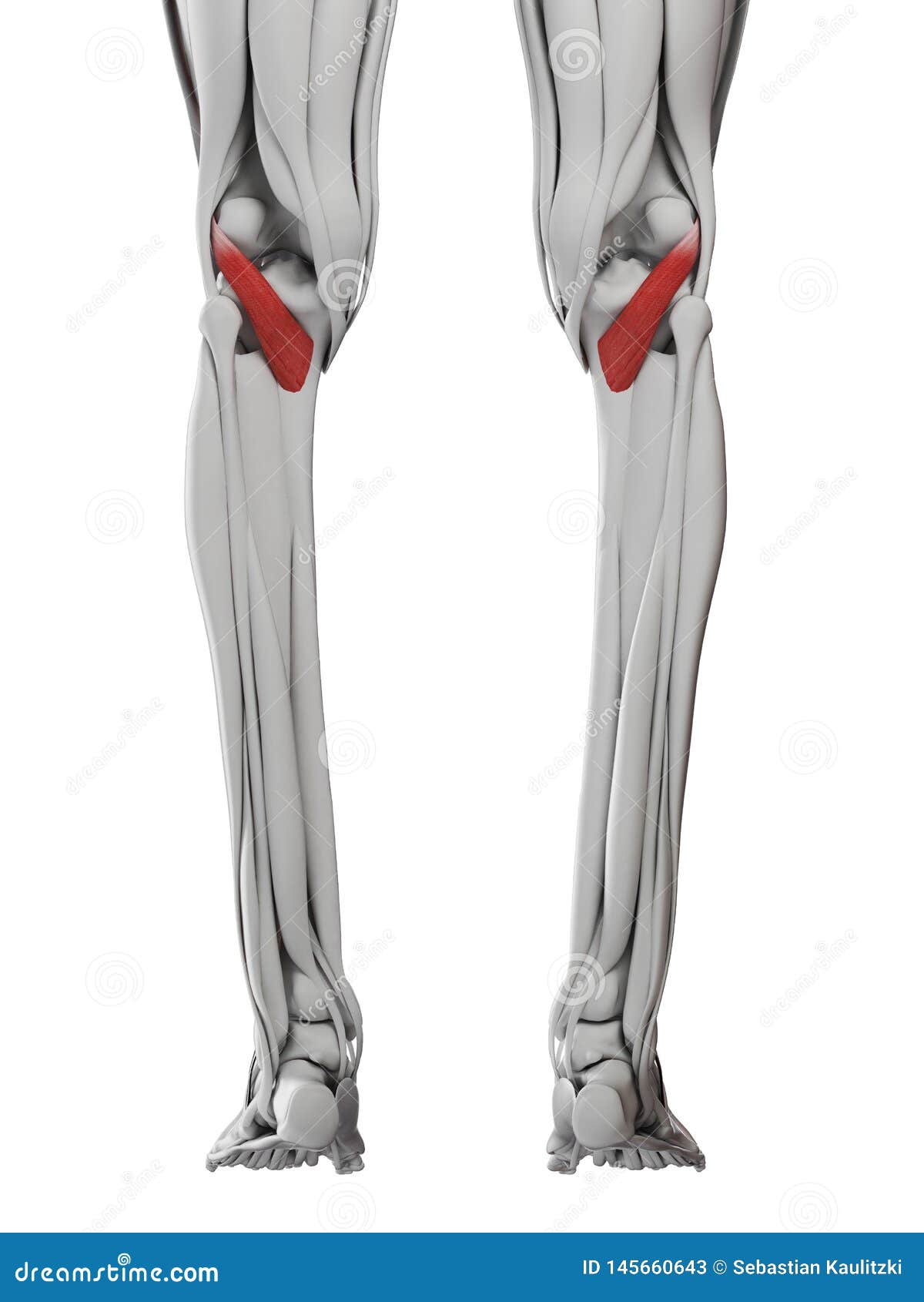 The popliteus stock illustration. Illustration of sports - 145660643