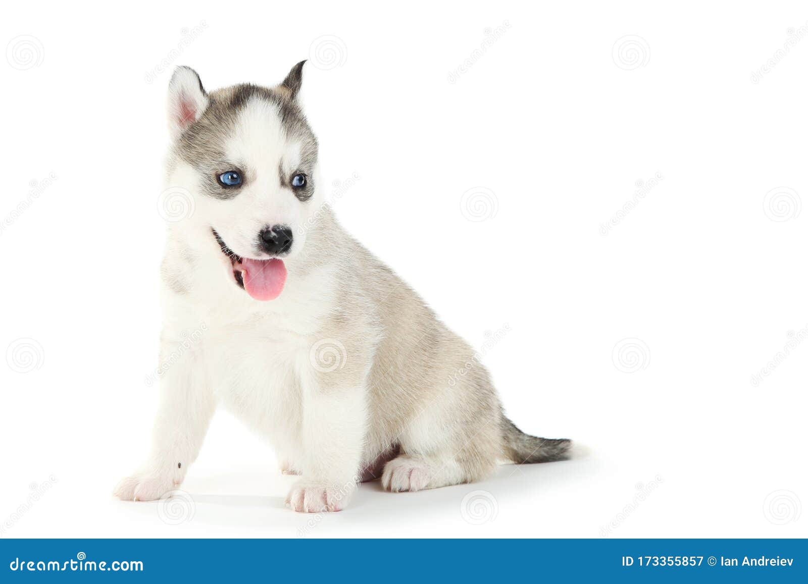 Popo Husky imagen de archivo. Imagen de mascota, adorable - 173355857