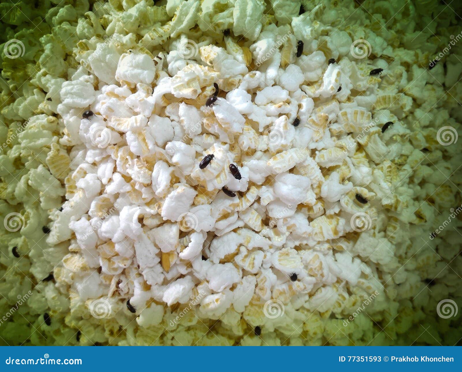 Popped rice with insect. stock image. Image of food, fiber - 77351593