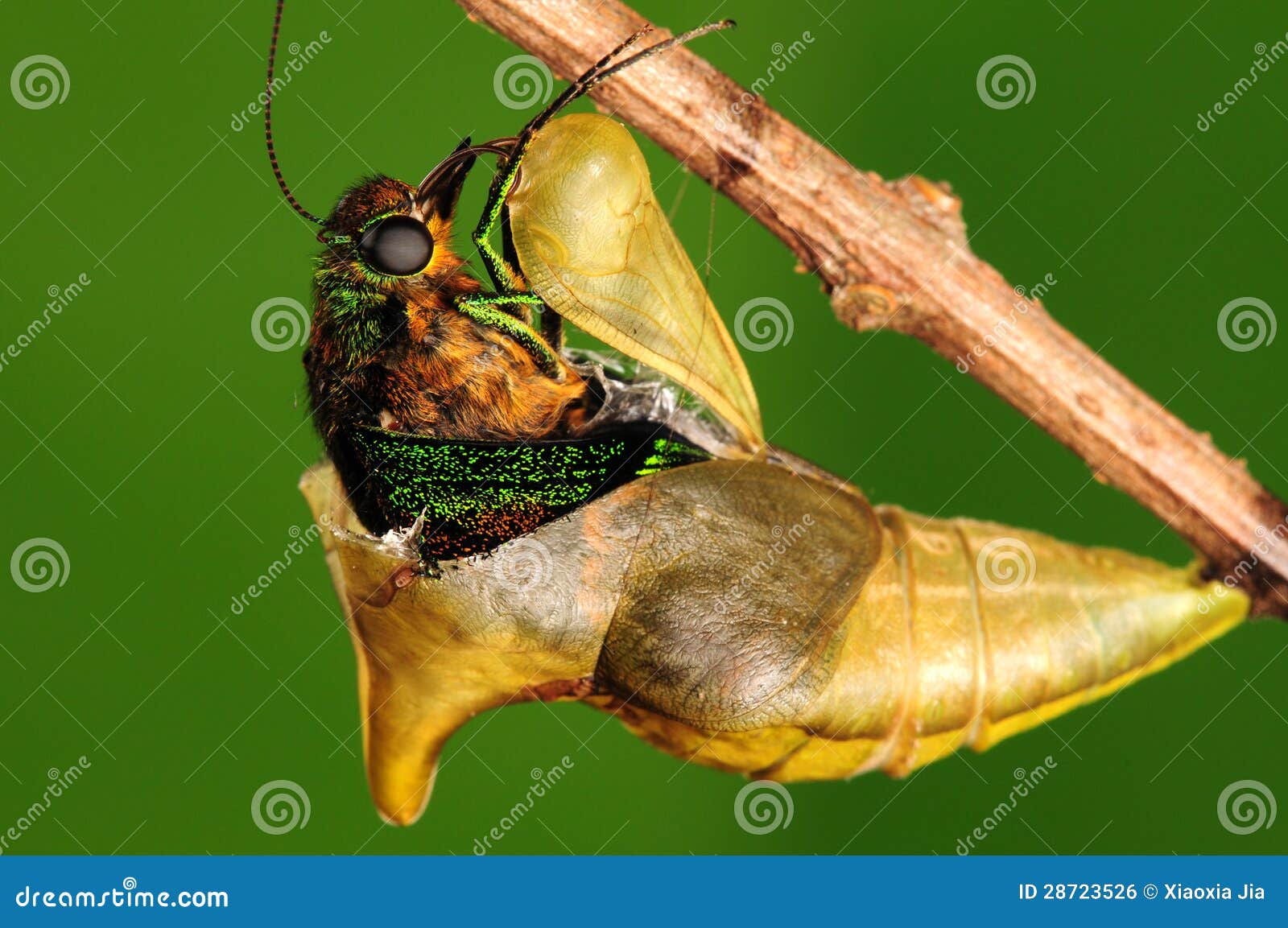 Poppen Van Vlinder, Proces Van Eclosion 4/8 Stock Foto - Image of ...