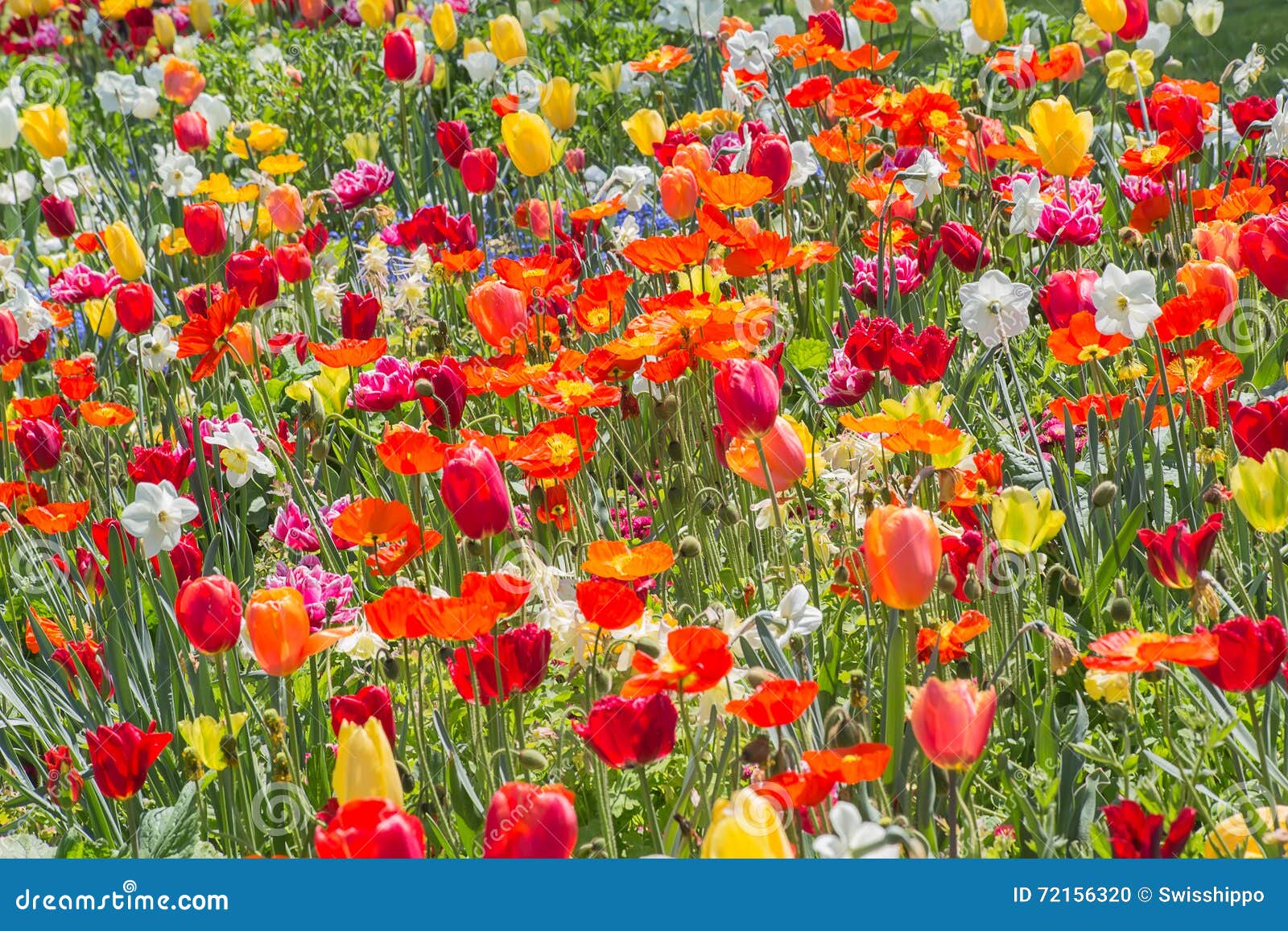 Poppie stock foto. Image of herinnering, herinneren, lente - 72156320
