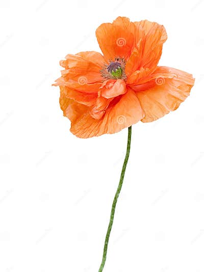 Poppie flower stock image. Image of group, flower, isolated - 2546195