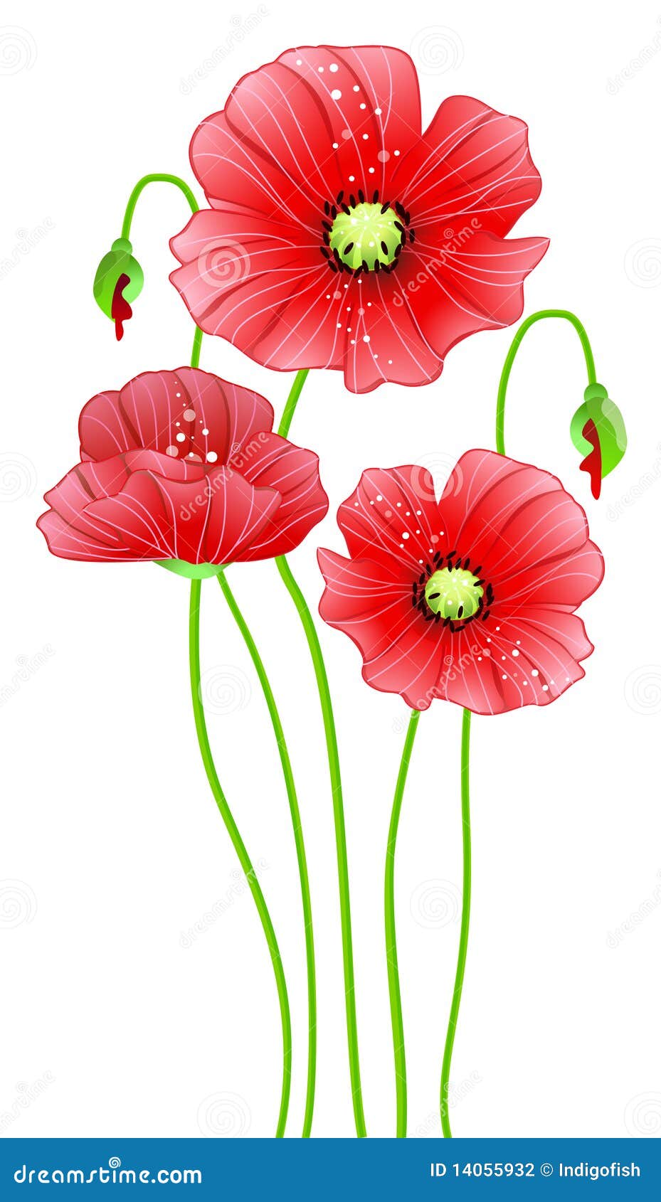 Poppies stock vector. Illustration of decor, nature, graphic - 14055932