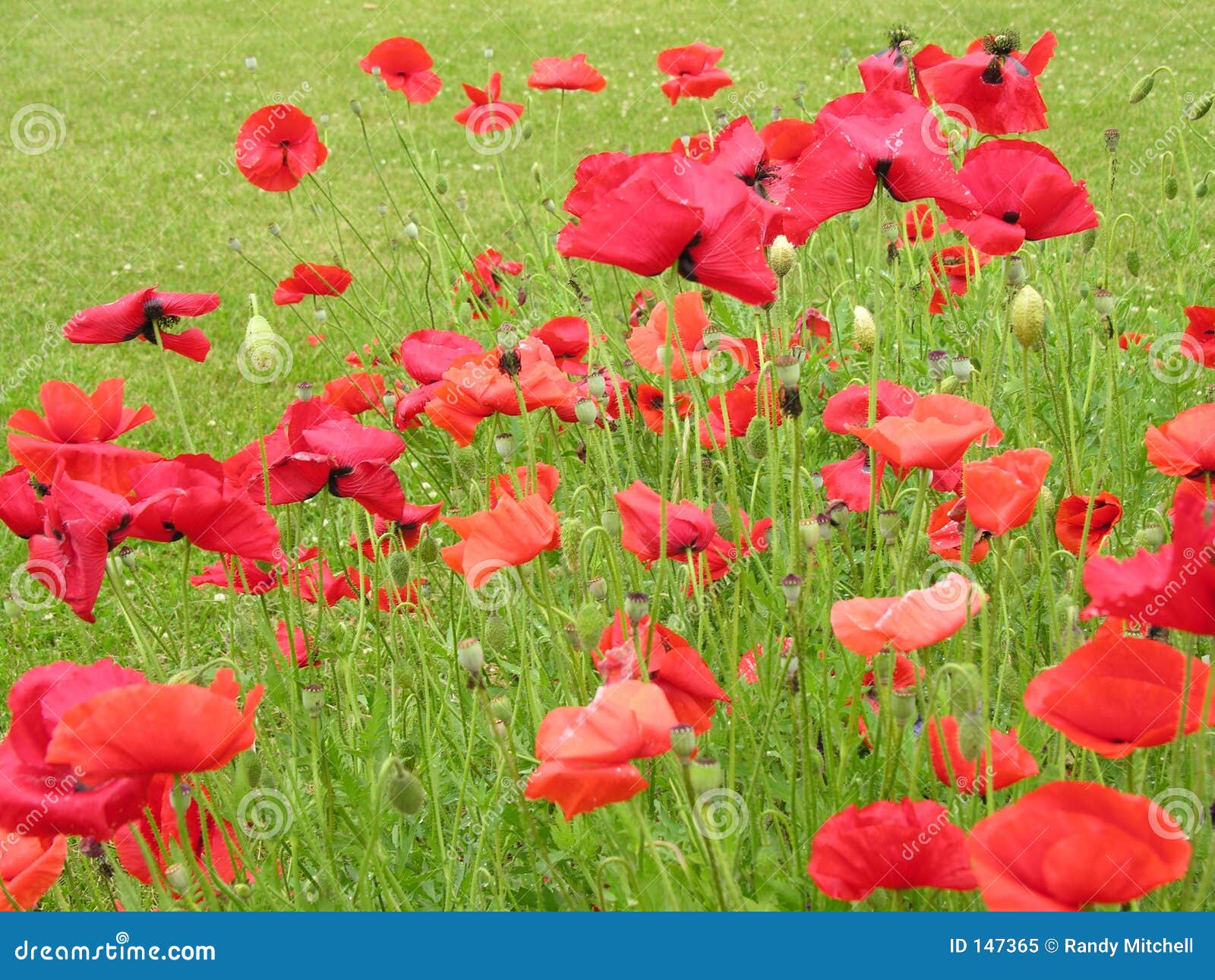 Poppies stock image. Image of plants, growing, nature, wild - 147365