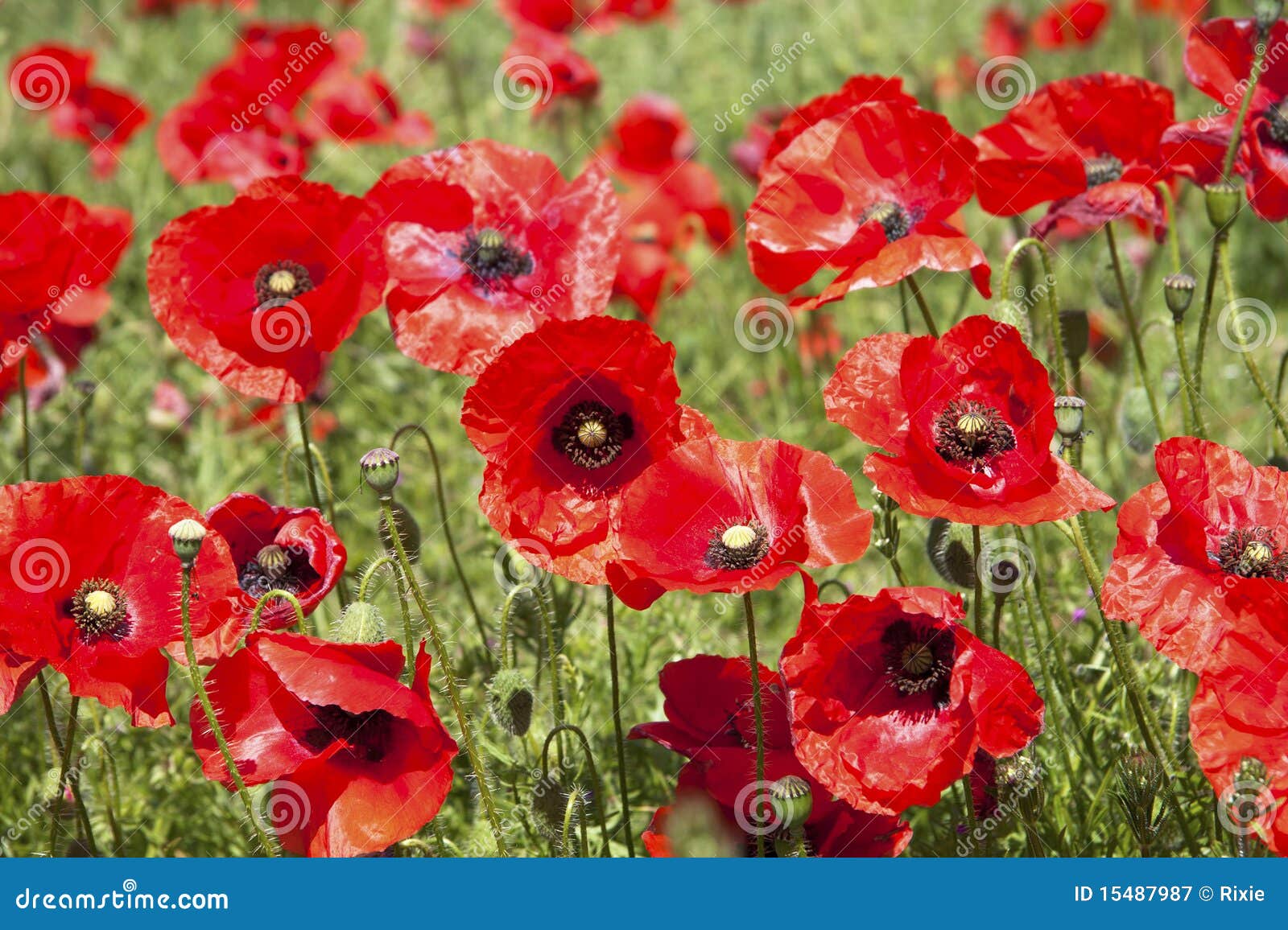 Poppies stock image. Image of landscape, fresh, colorful - 15487987