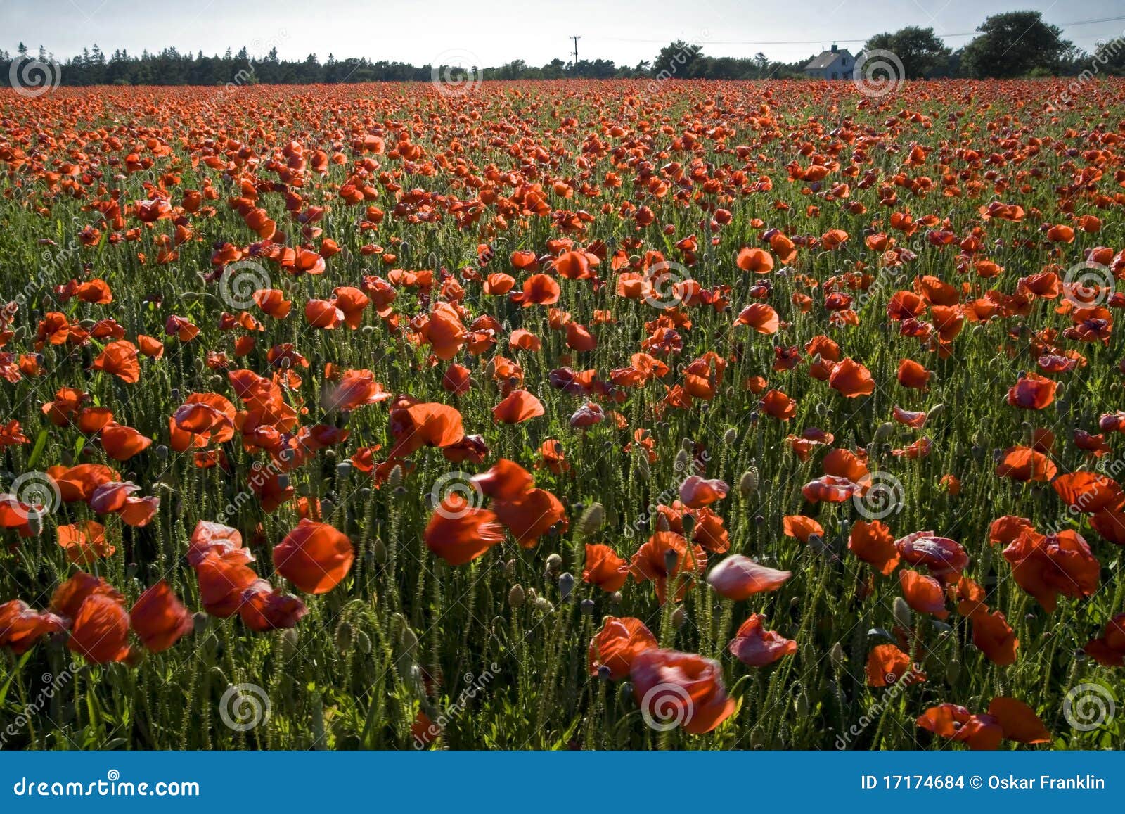 Poppies stock photo. Image of flowers, agriculture, summer - 17174684
