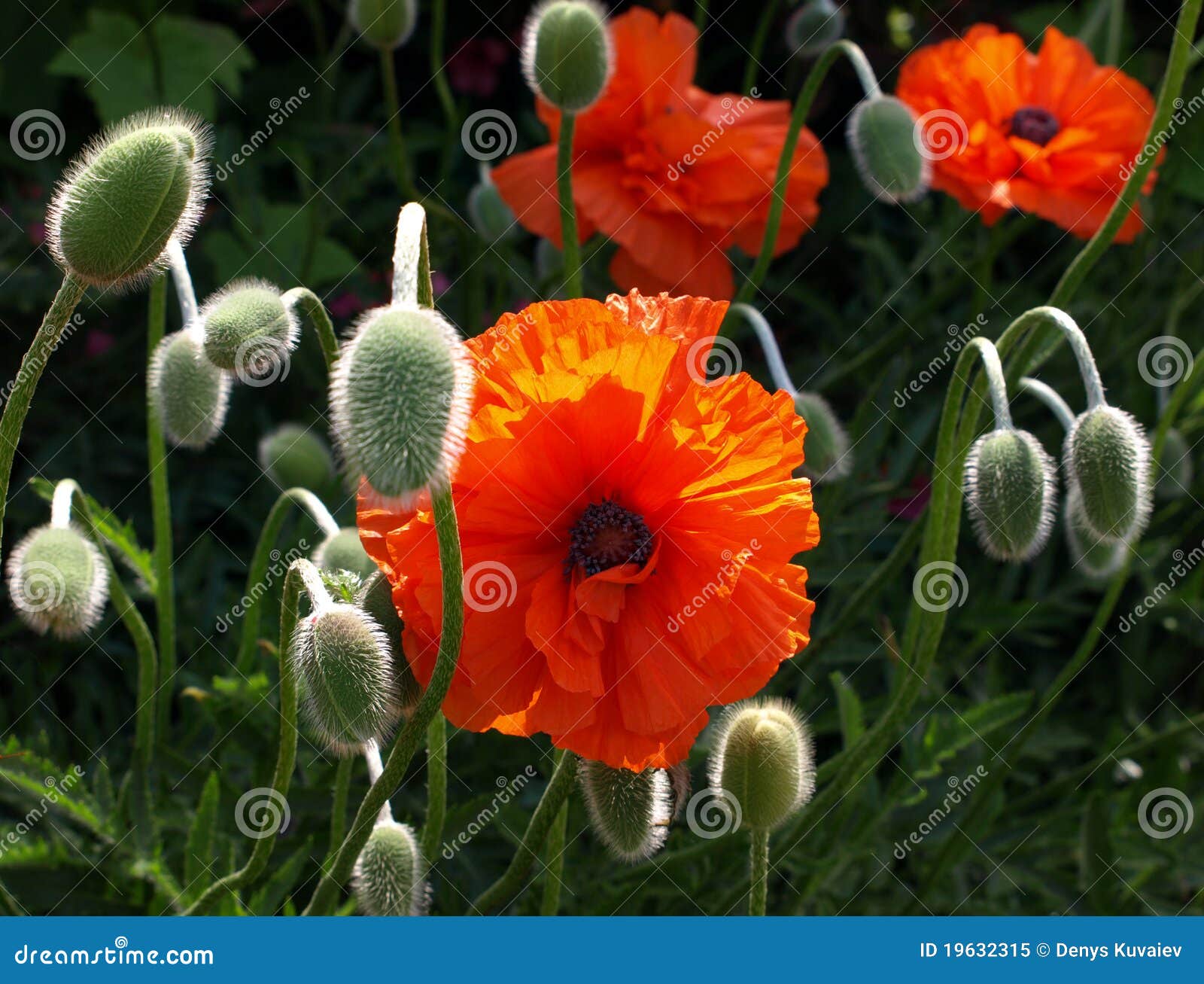 Poppies stock image. Image of group, garden, details - 19632315