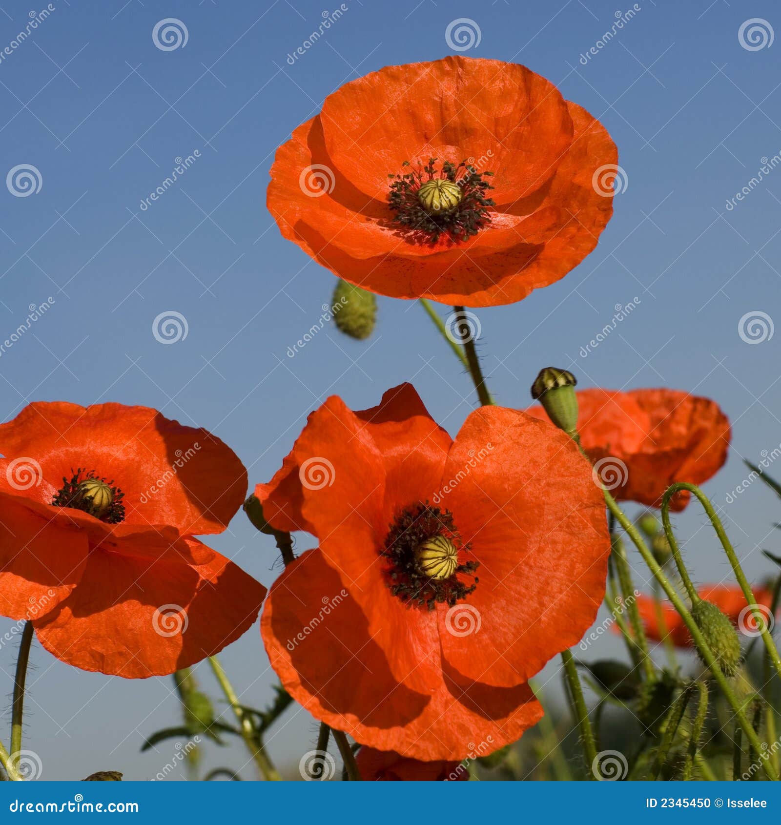 Poppies stock photo. Image of vibrant, footpath, single - 2345450