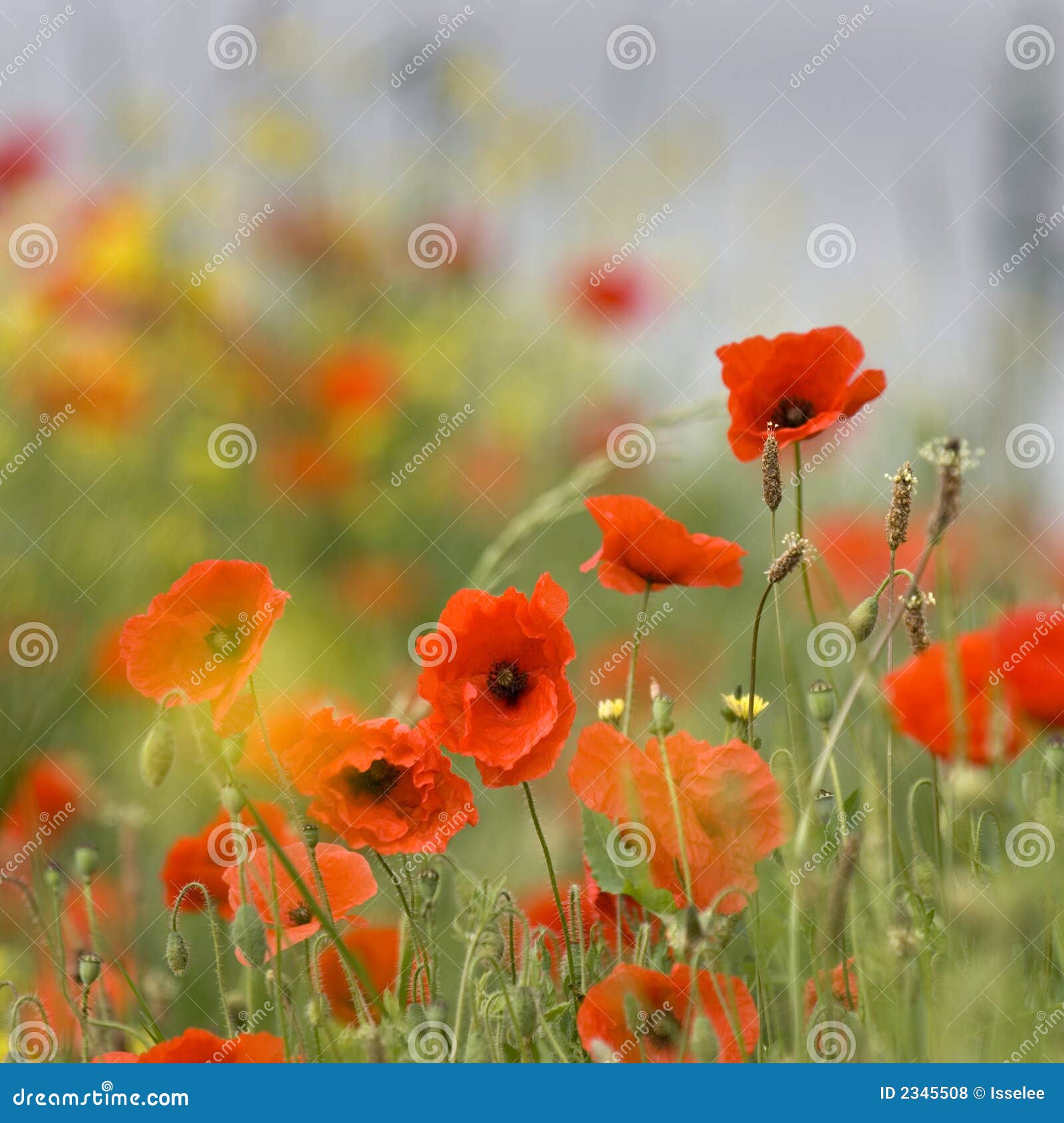 Poppies stock photo. Image of nature, scene, happiness - 2345508