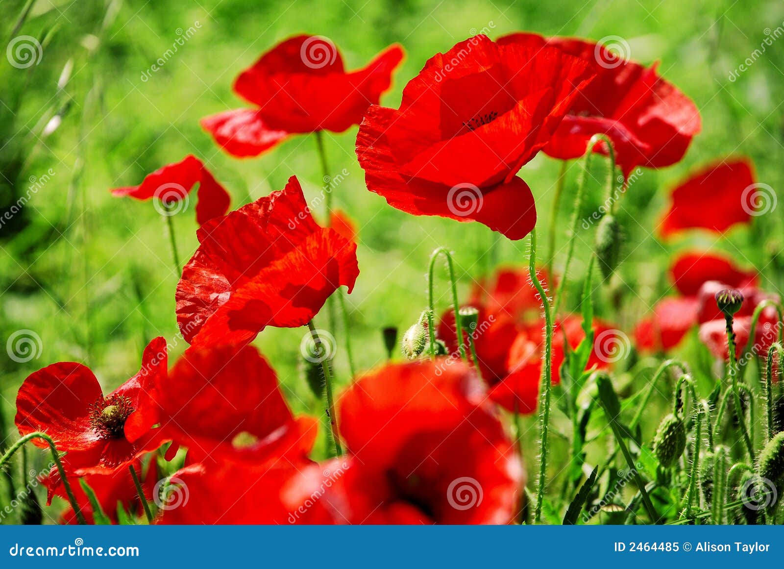 Poppies stock image. Image of green, stalks, grow, opium - 2464485