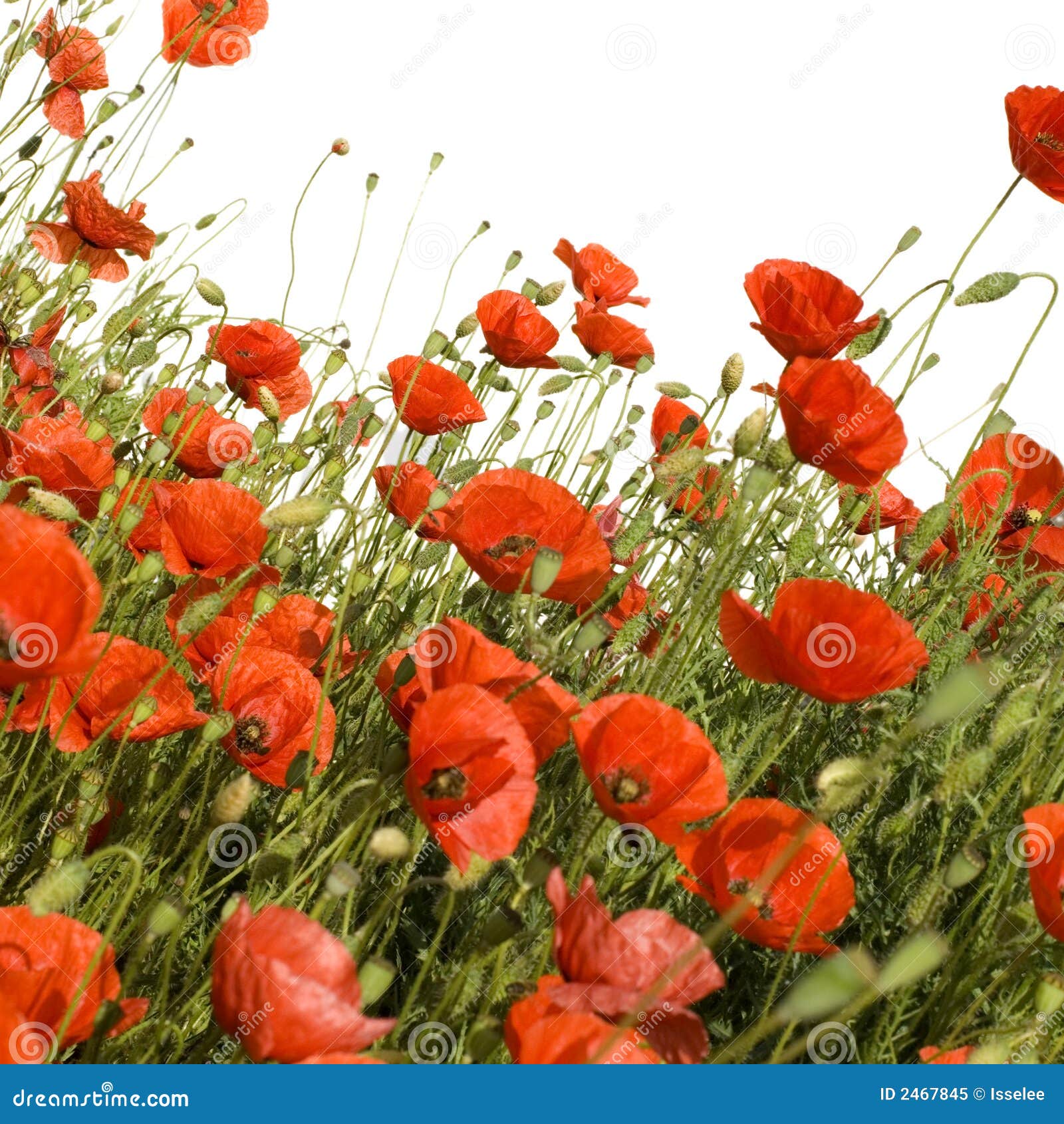 Poppies stock image. Image of poppies, background, field - 2467845