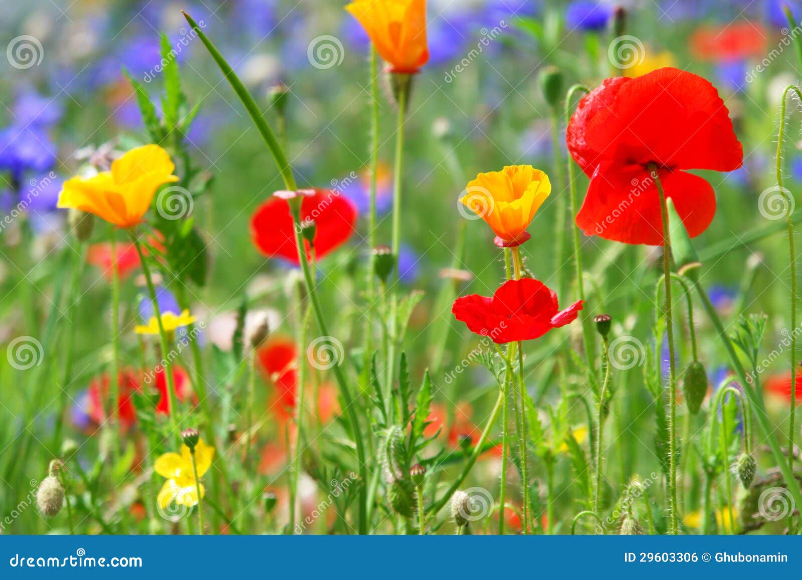 Poppies stock photo. Image of plain, nature, beauty, clouds - 29603306