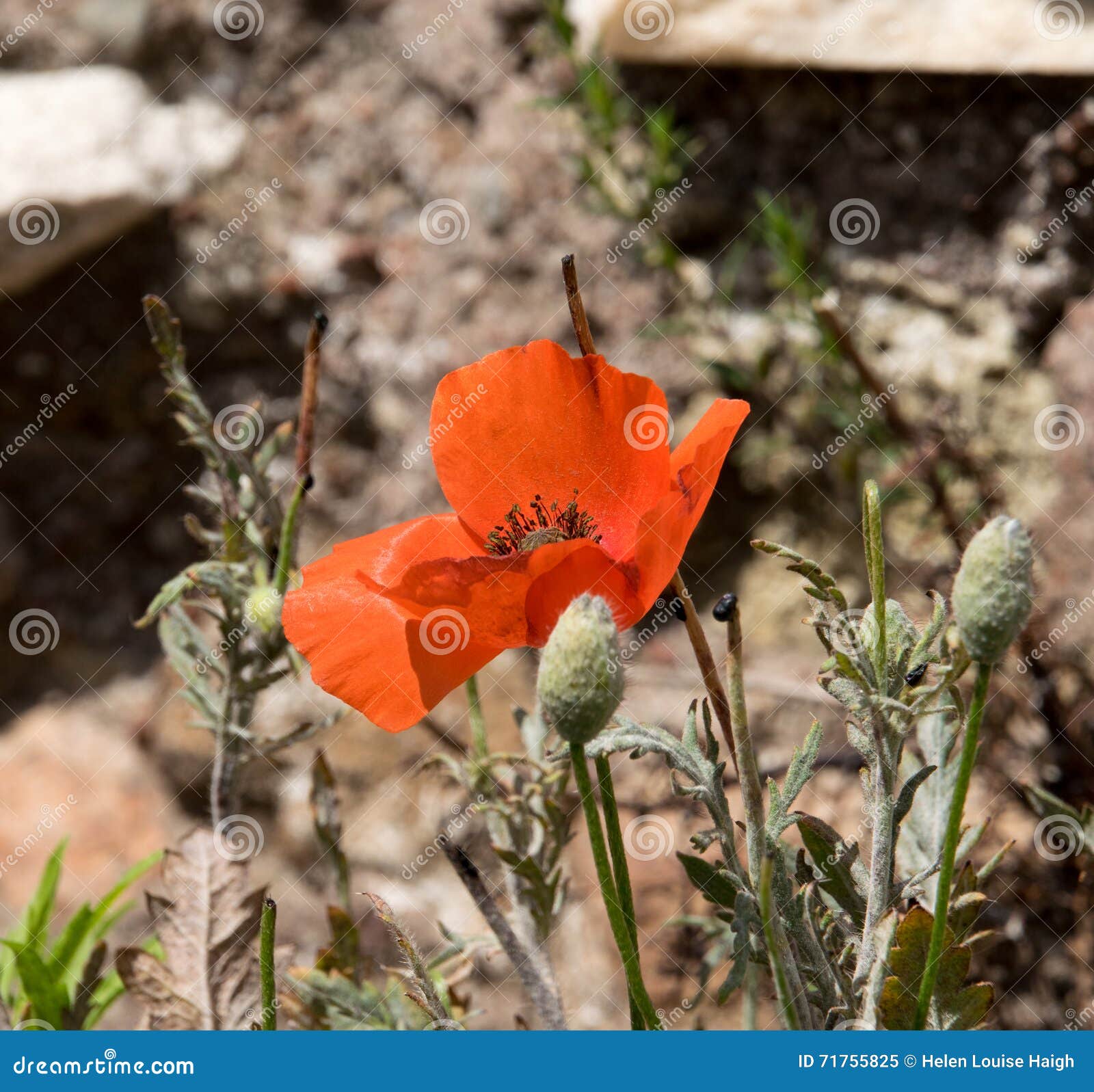 Poppies stock image. Image of roman, vegetation, brick - 71755825