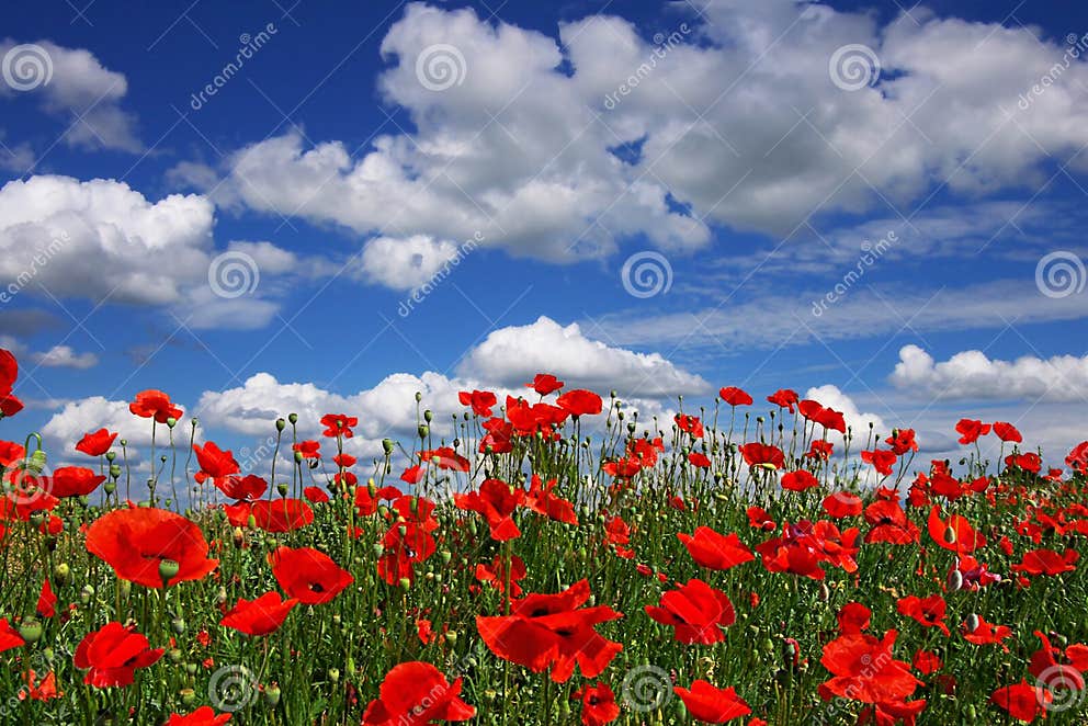 Poppies on a Background of the Blue Sky Stock Image - Image of ...
