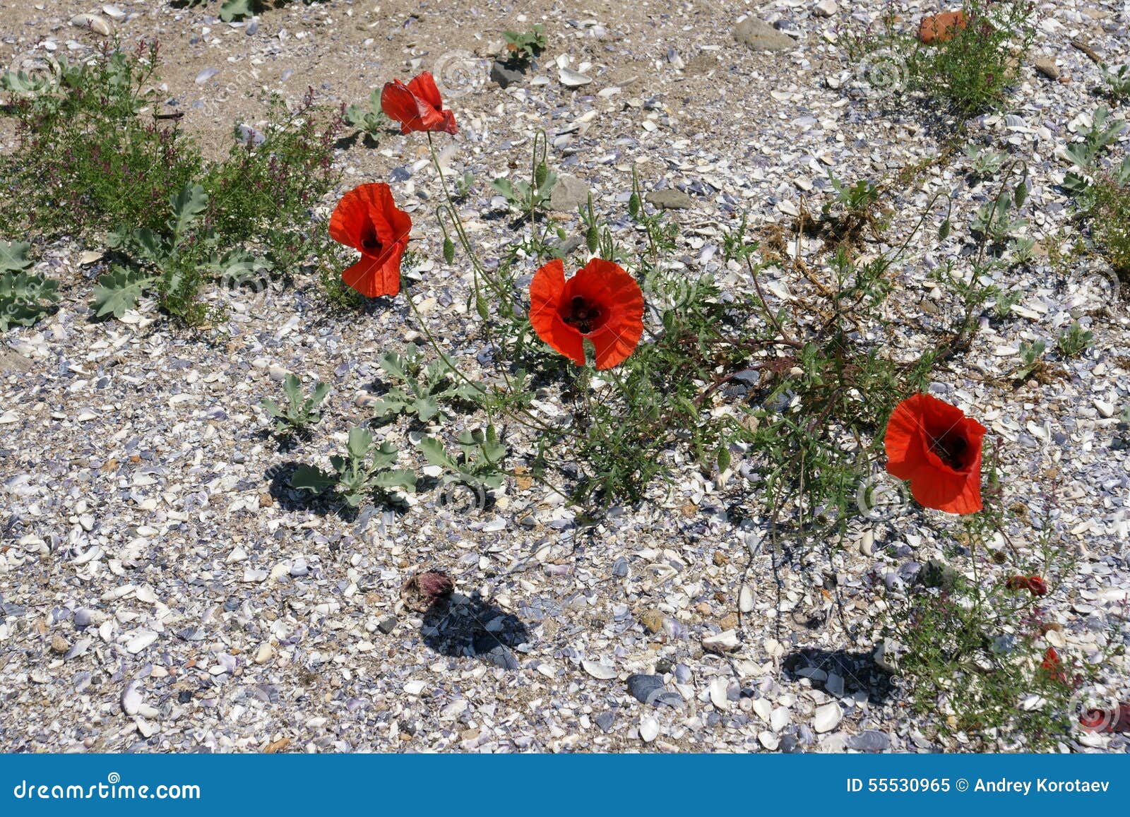 Poppies on the beach stock image. Image of coast, black - 55530965