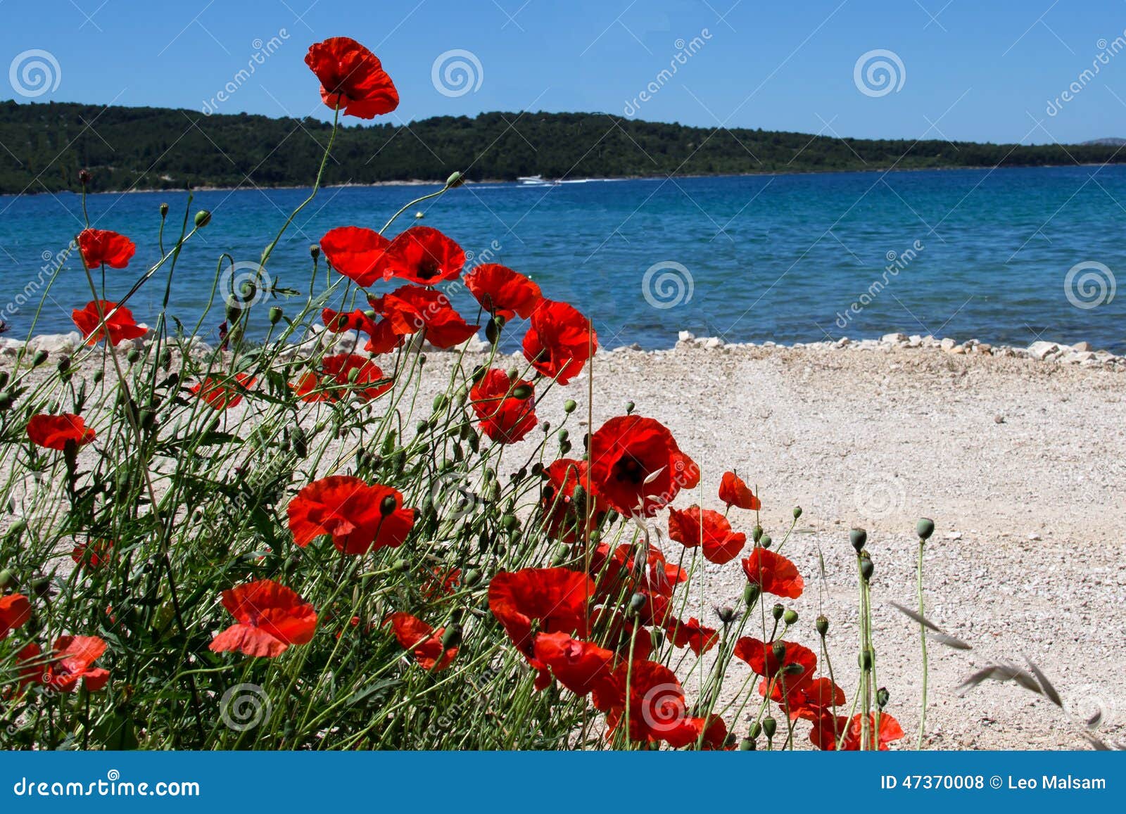 691 Poppies Beach Stock Photos - Free & Royalty-Free Stock Photos from ...