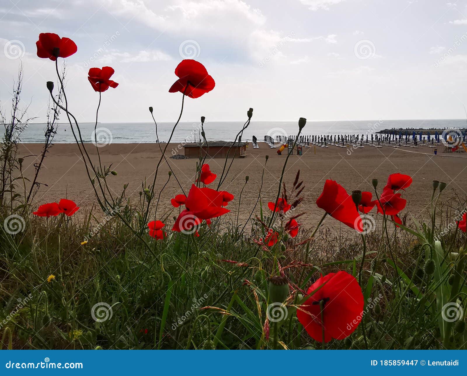 Poppies on the Beach Near the Sand Stock Image - Image of plant, beauty ...