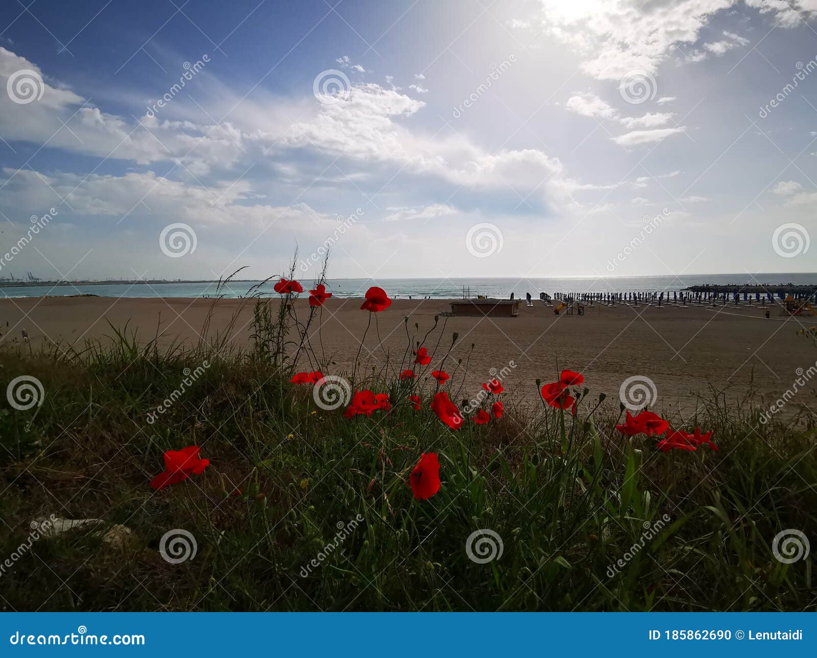Poppies on the Beach Near the Sand Stock Photo - Image of landscape ...