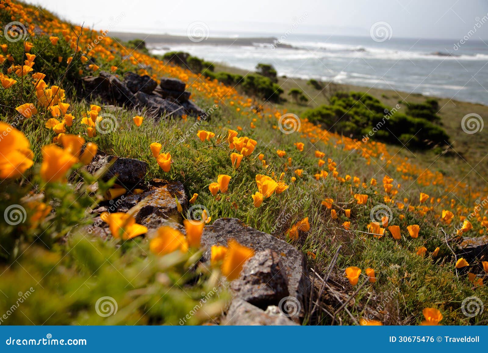 Poppies at the Beach stock photo. Image of shoreline - 30675476