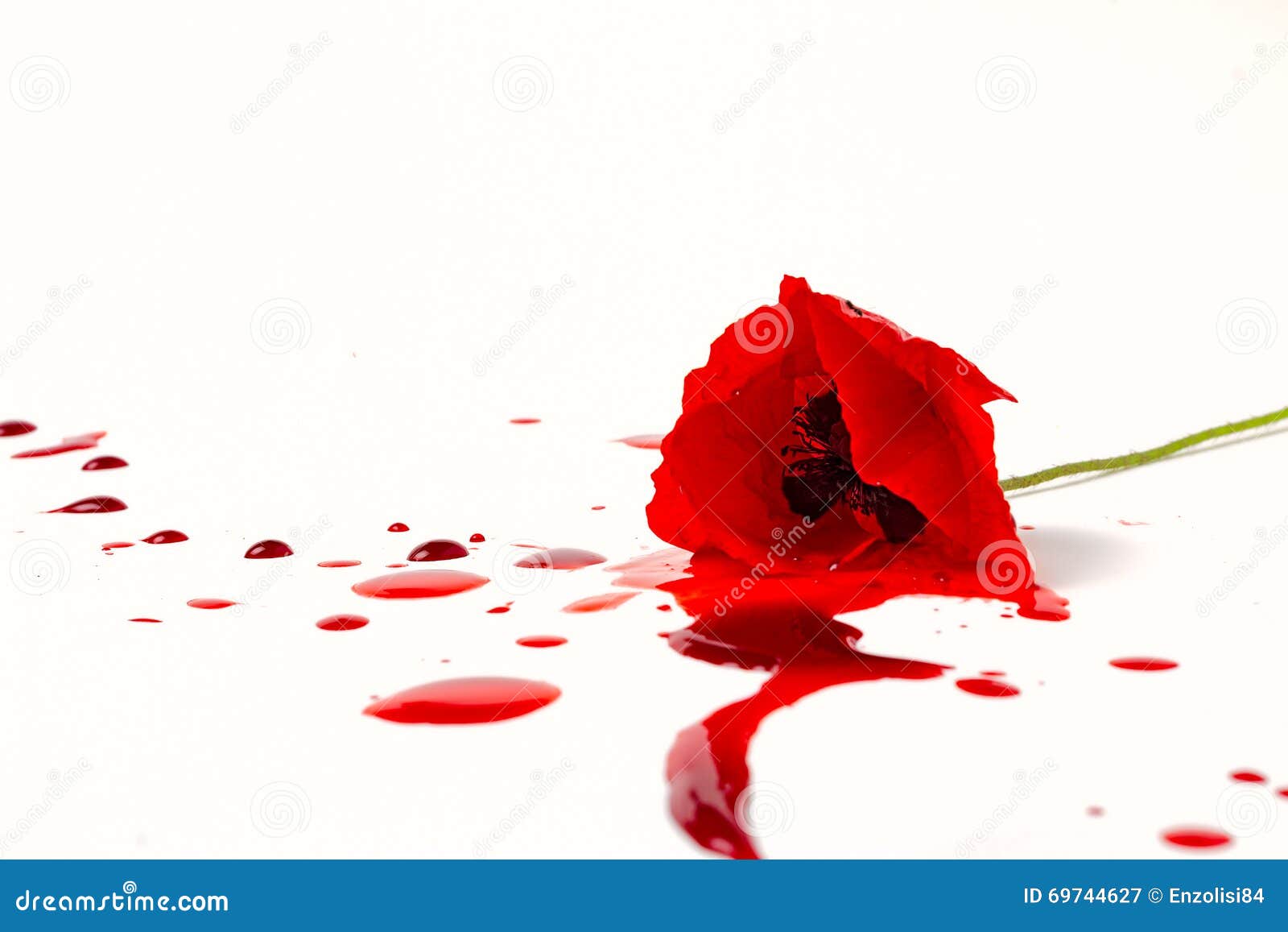 Poppies and blood stock image. Image of blood, single - 69744627