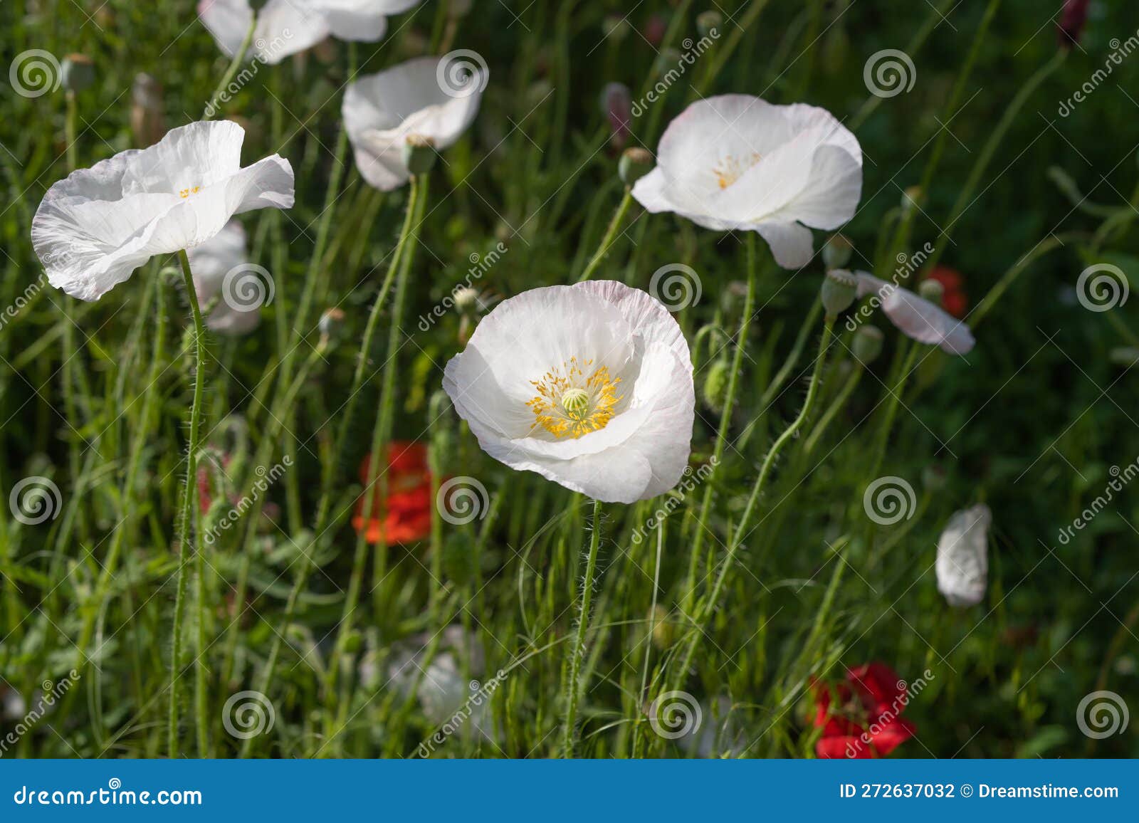 Poppies Bloom in a Flower Bed in Summer Stock Photo - Image of bloom ...