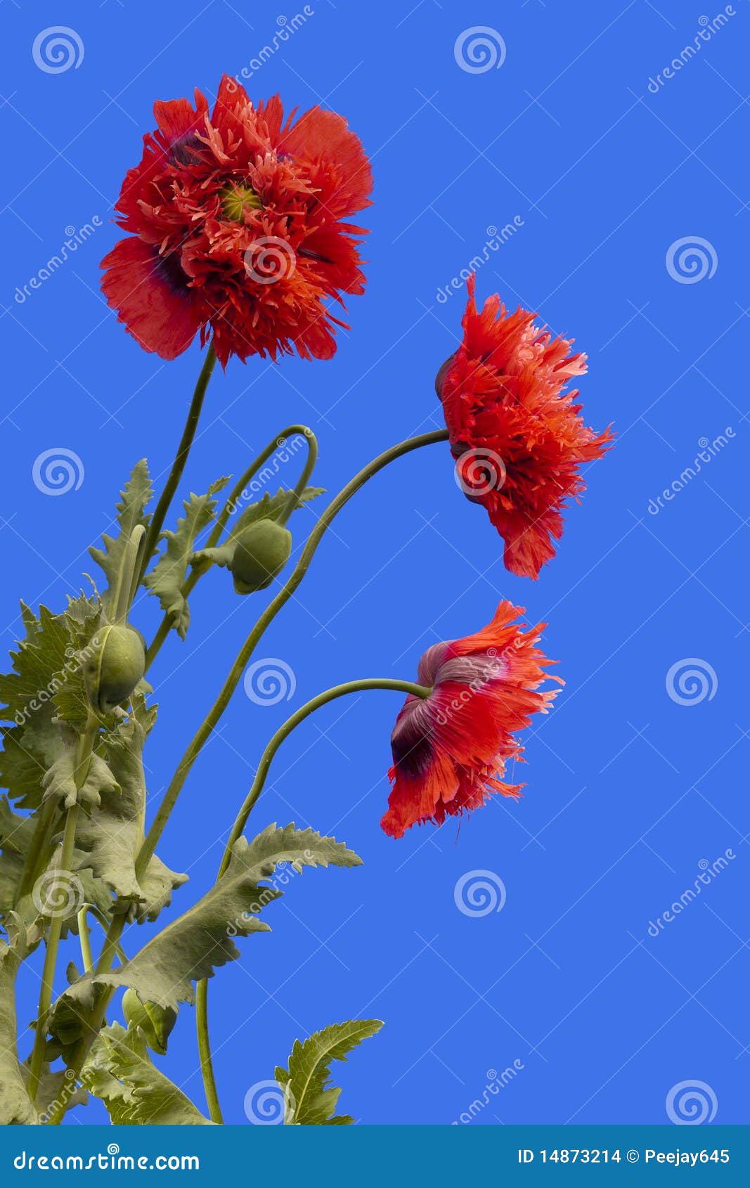 Poppies on Blue Background stock photo. Image of leaves - 14873214
