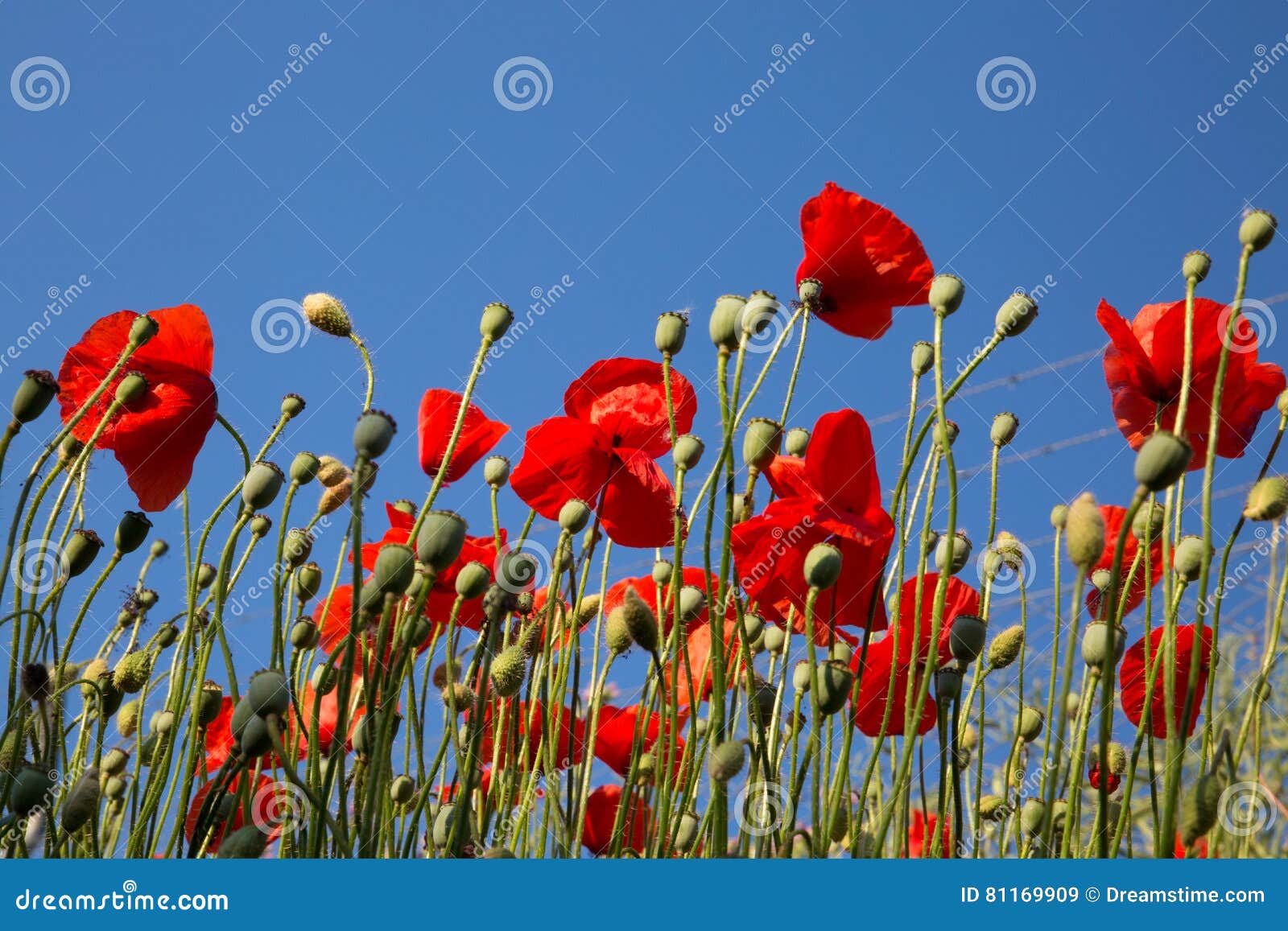 Poppies on blue background stock image. Image of background - 81169909