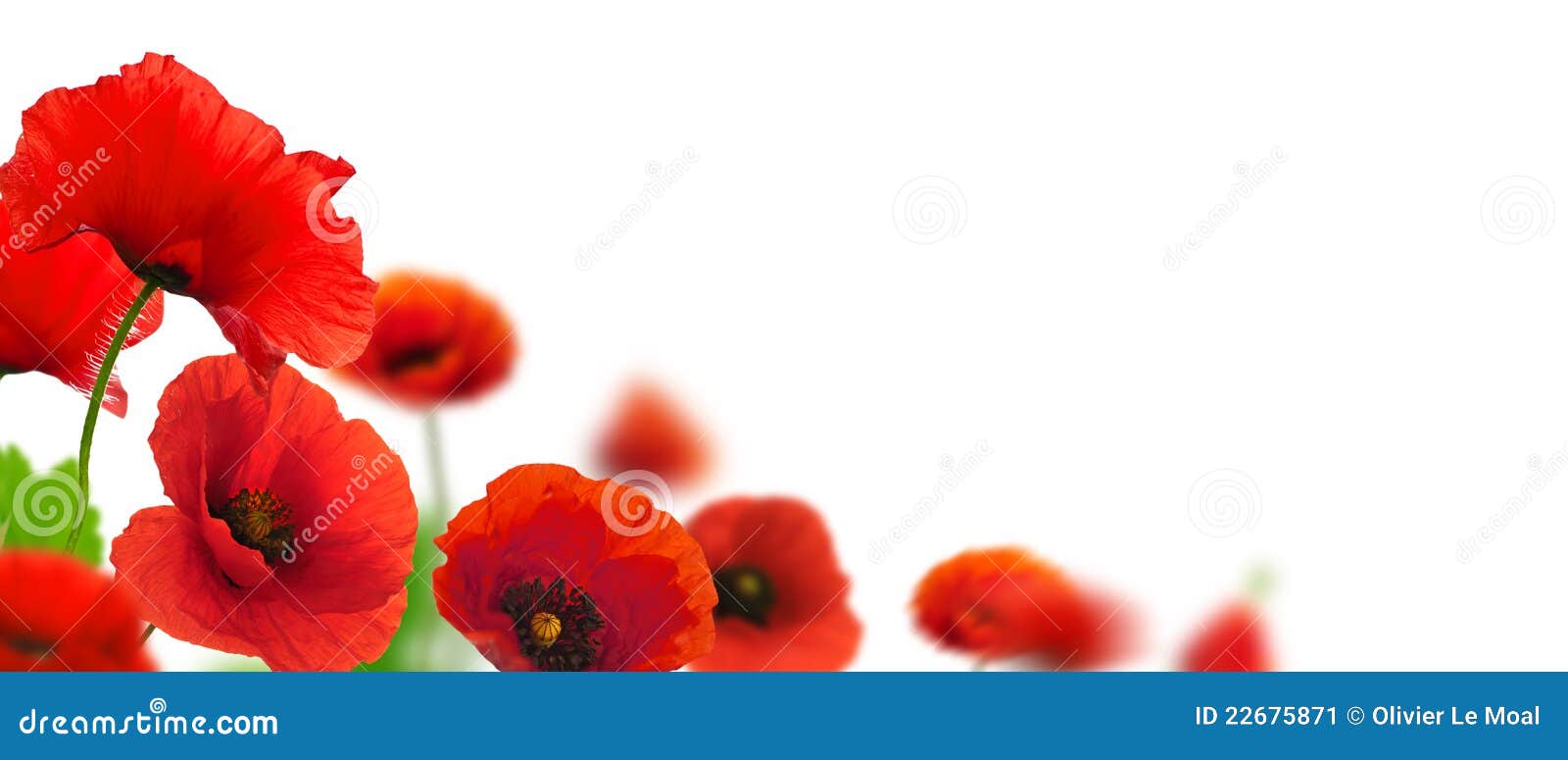 Poppies Border - Spring Flowers Garden Stock Image - Image: 22675871