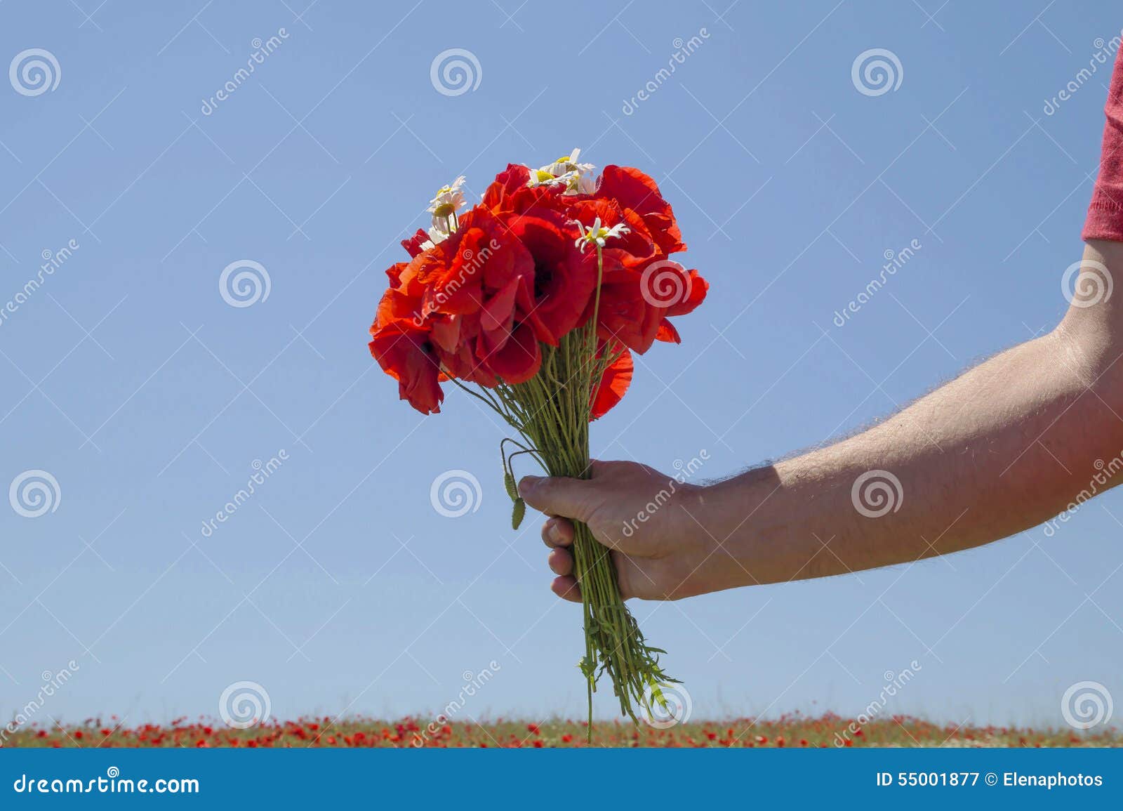 Poppies bouquet in a hand stock image. Image of attention - 55001877