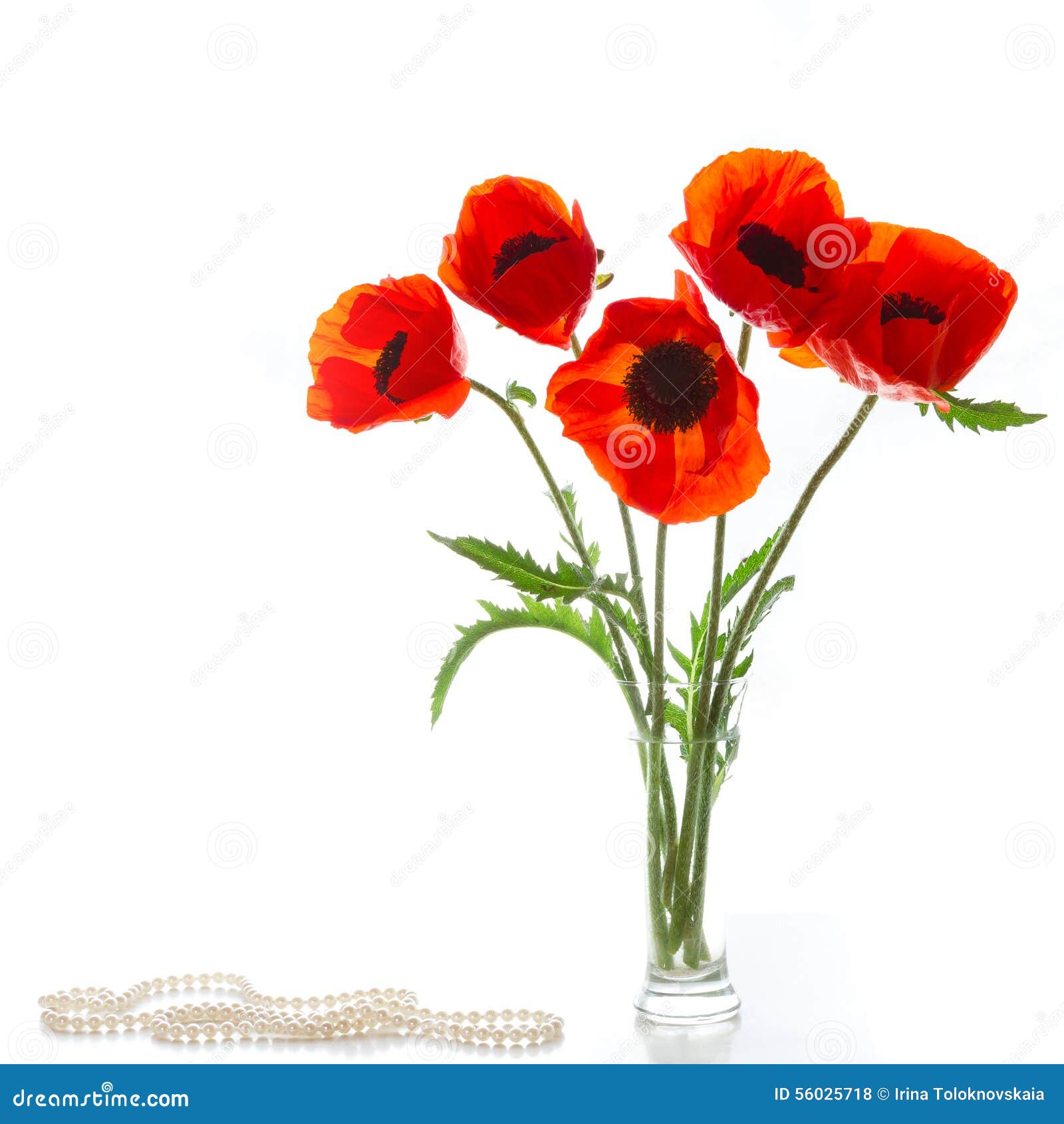 Poppies stock photo. Image of decoration, isolated, natural - 56025718