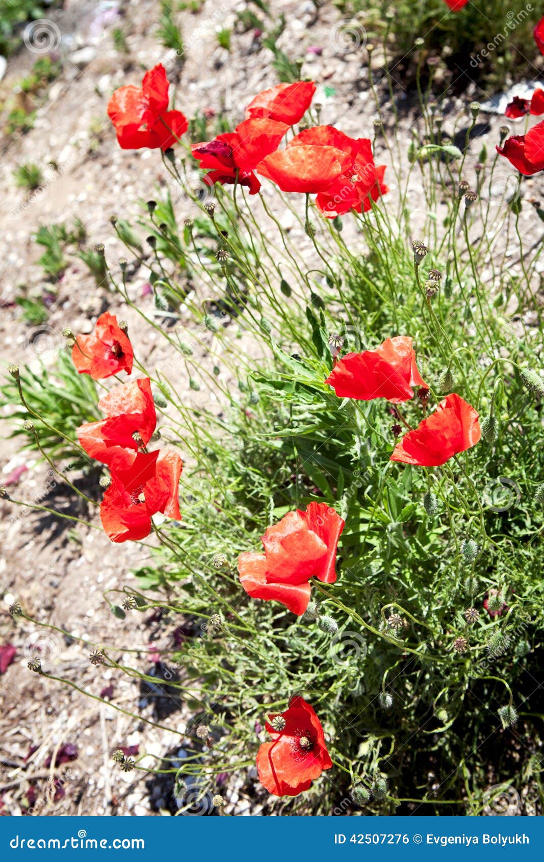 Poppies stock photo. Image of color, environment, plant - 42507276