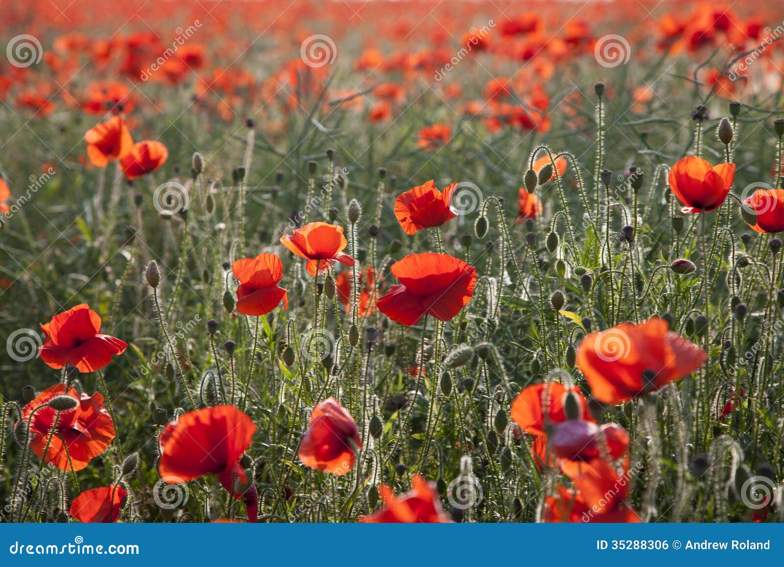 Poppies, Close-up stock photo. Image of herbaceous, papaver - 35288306