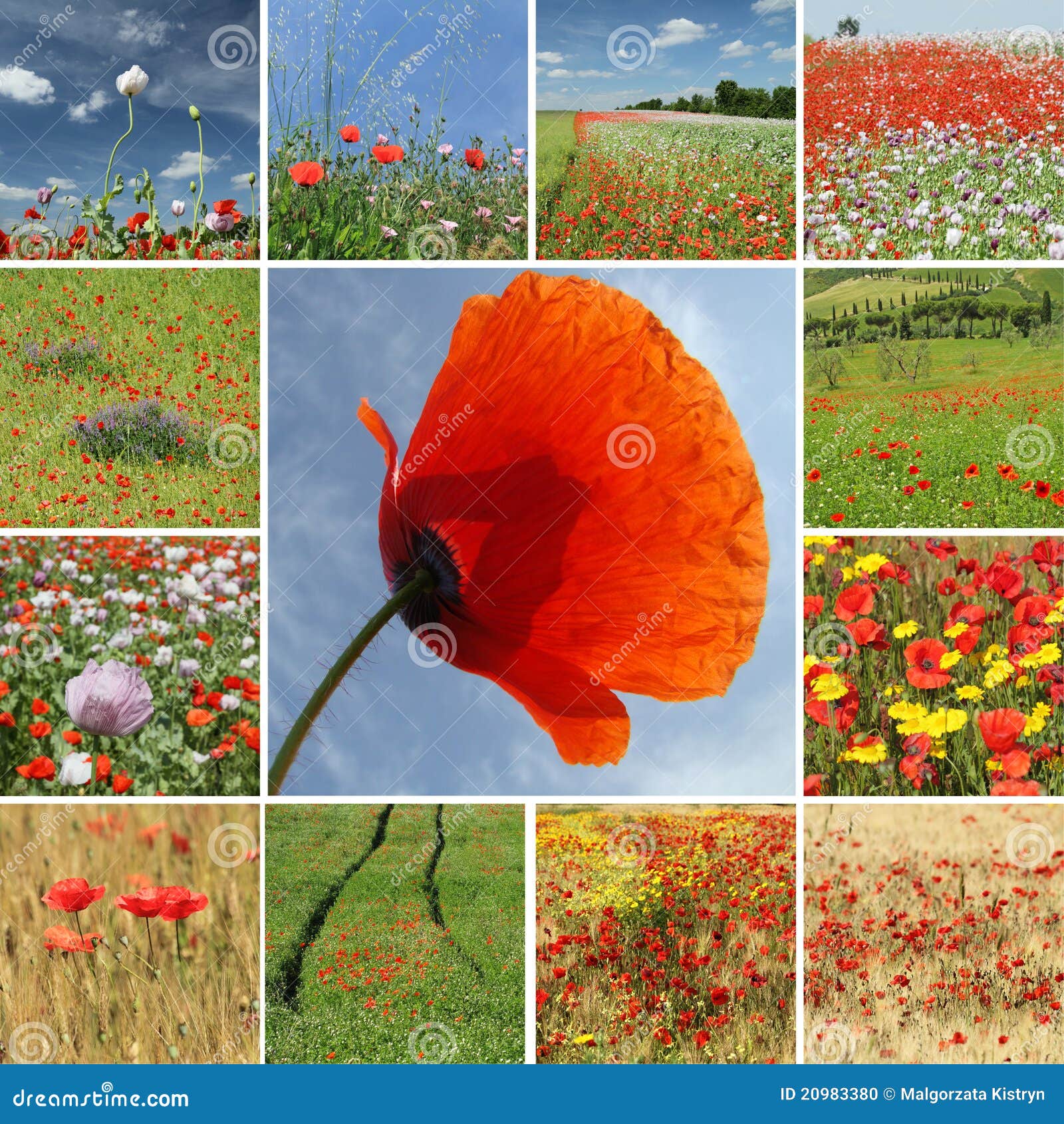Poppies collage stock photo. Image of green, field, italian - 20983380