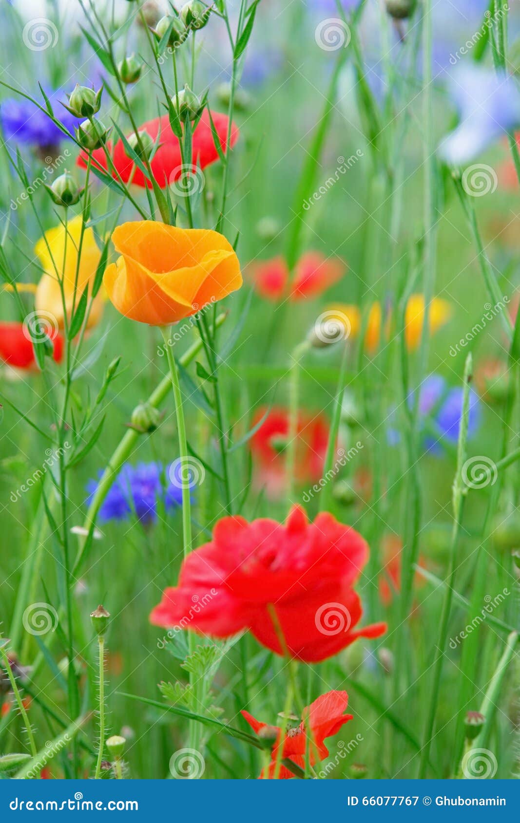 Poppies stock image. Image of orange, outdoor, outside - 66077767