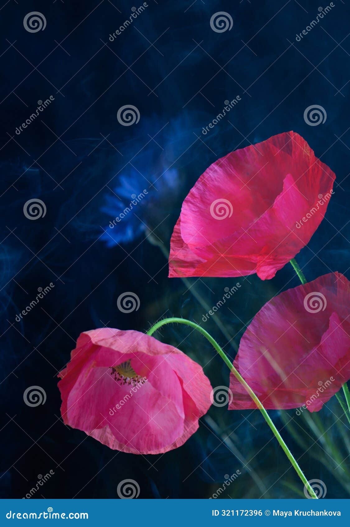 Poppies on a Dark Blue Background Stock Photo - Image of leaves, water ...