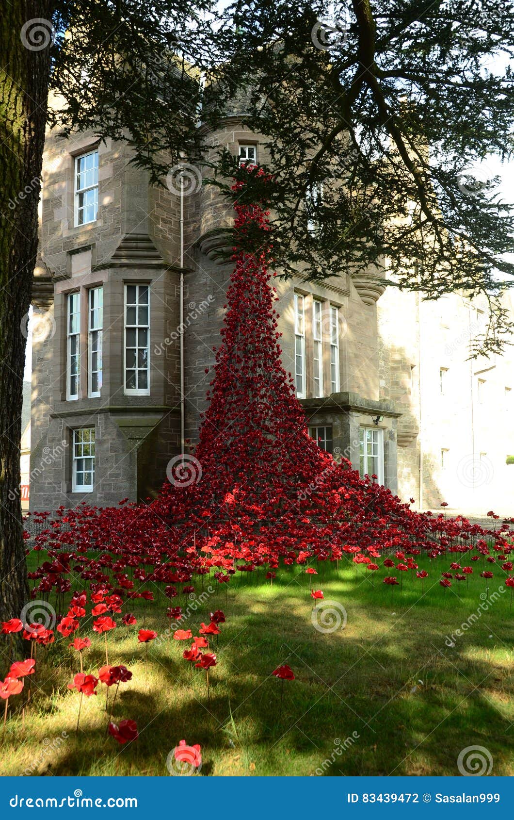 Poppies Display editorial photography. Image of display - 83439472