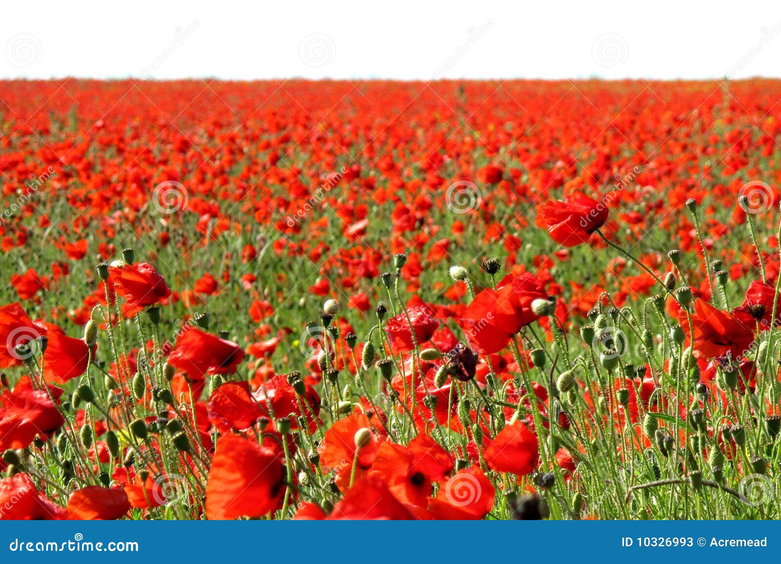 Poppies in a field stock image. Image of coloured, color - 10326993