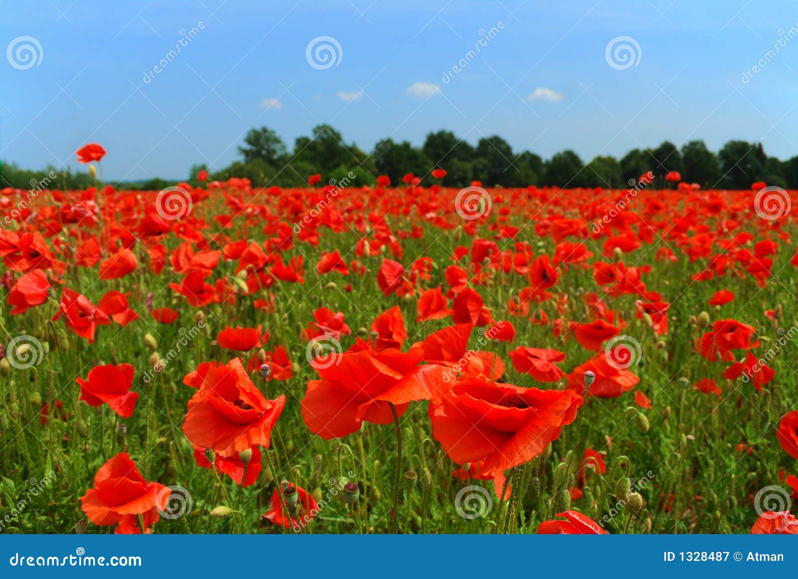 Poppies Field stock image. Image of landscape, flora, heavens - 1328487