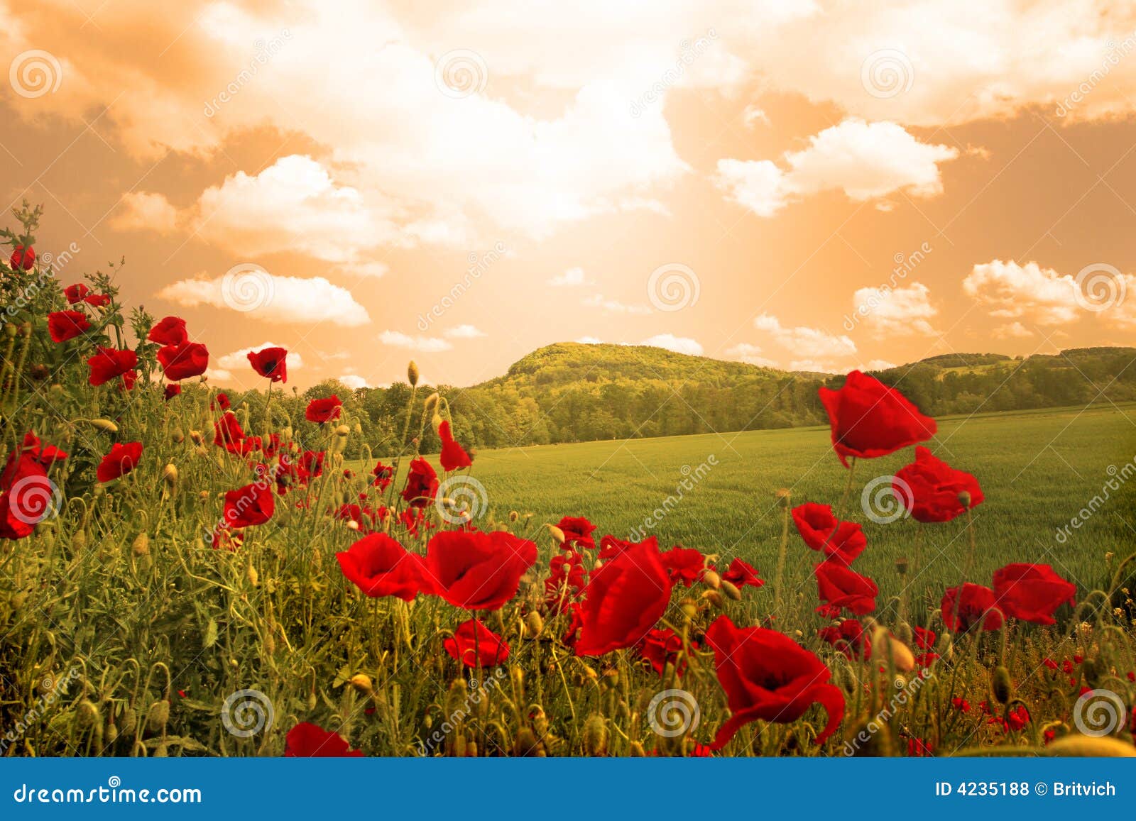 Poppies field stock photo. Image of meadows, petals, clouds - 4235188