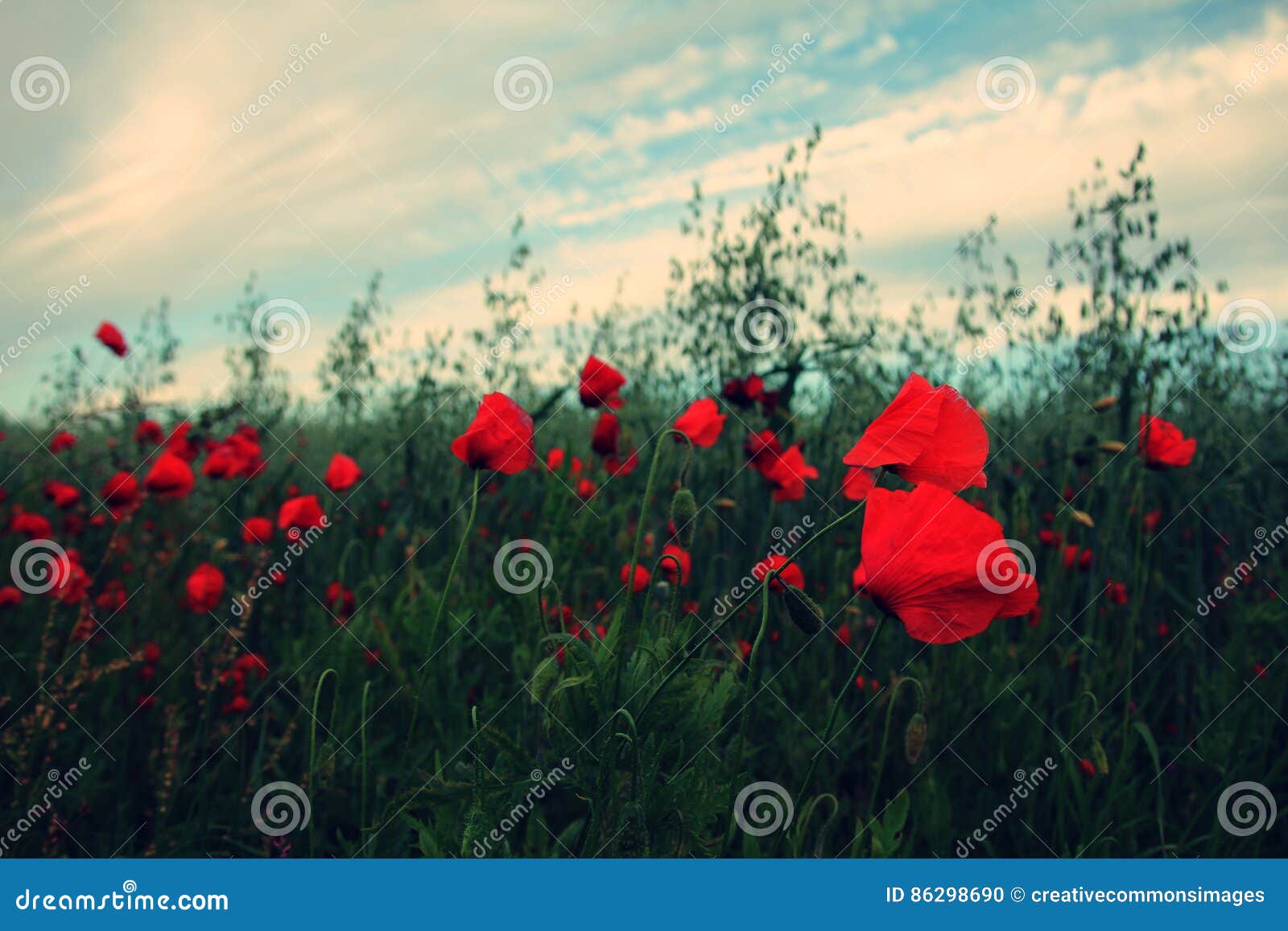 Poppies Field Picture. Image: 86298690