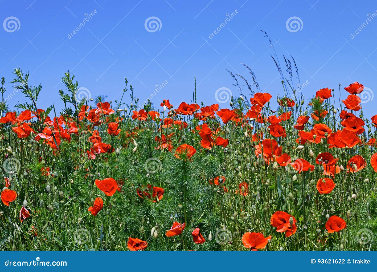 Poppies field stock photo. Image of poppy, grass, colored - 93621622