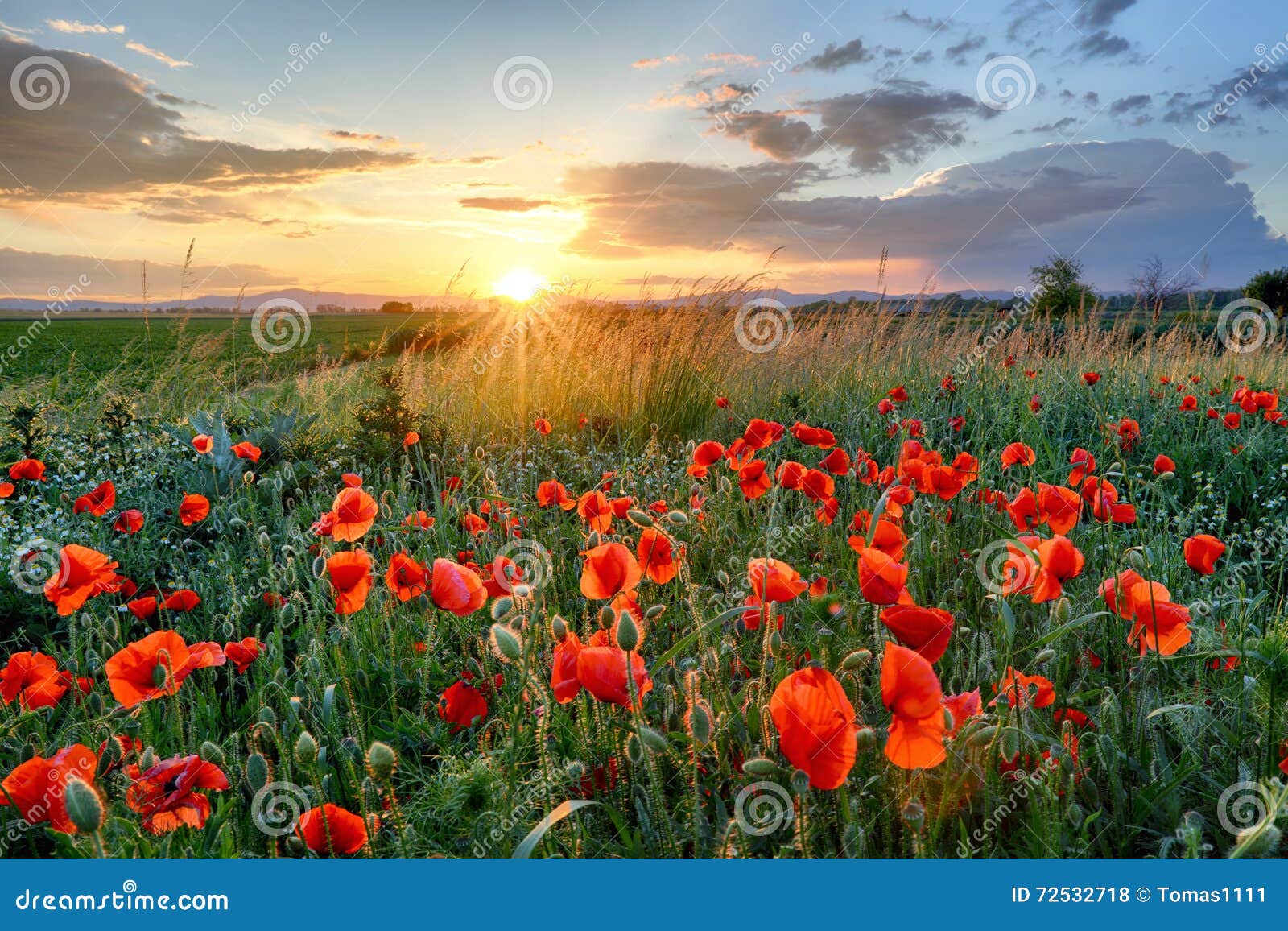 Poppies Field Flower on Sunset Stock Photo - Image of paradise, color ...