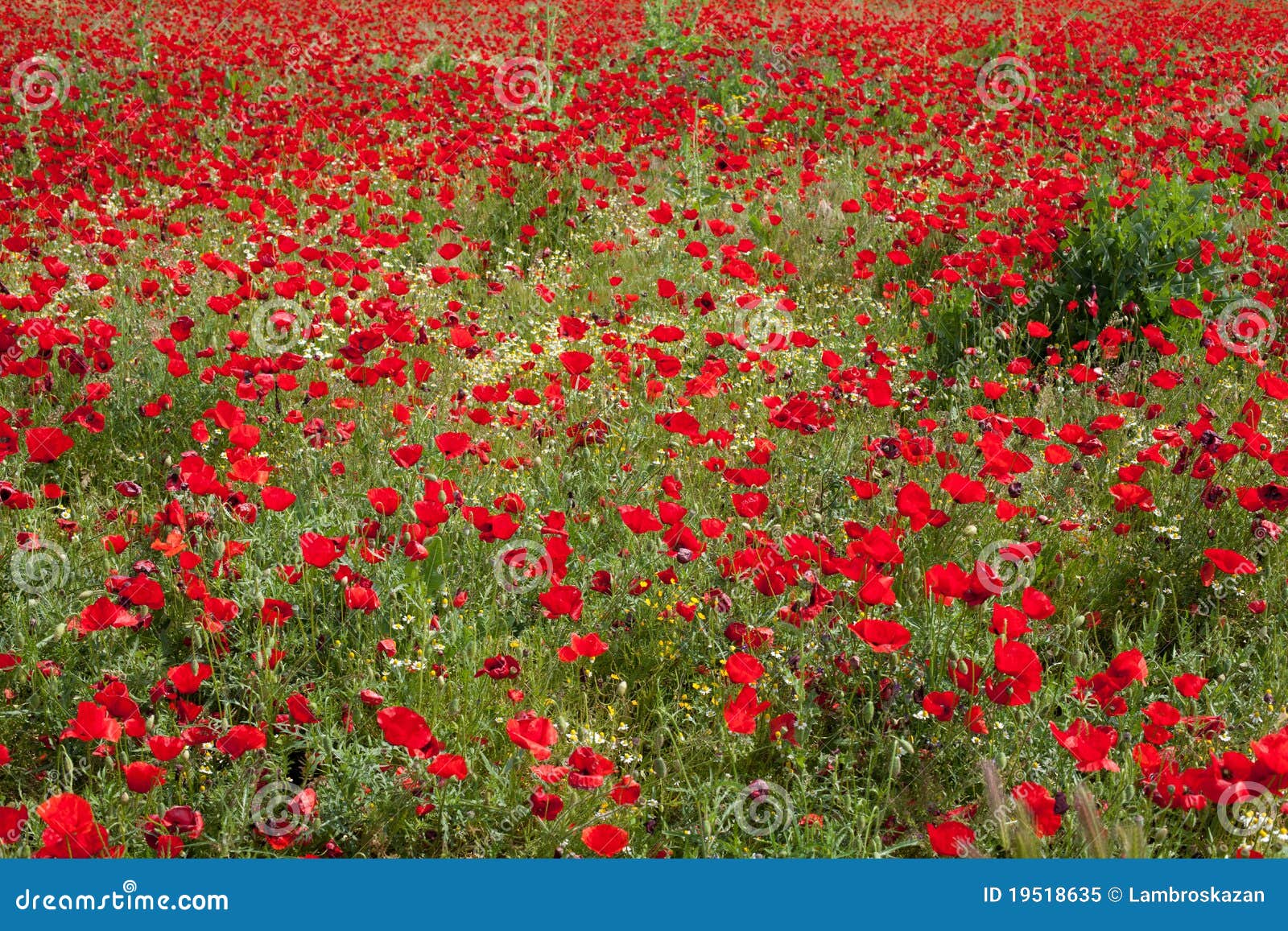 Poppies field , Greece stock image. Image of natural - 19518635