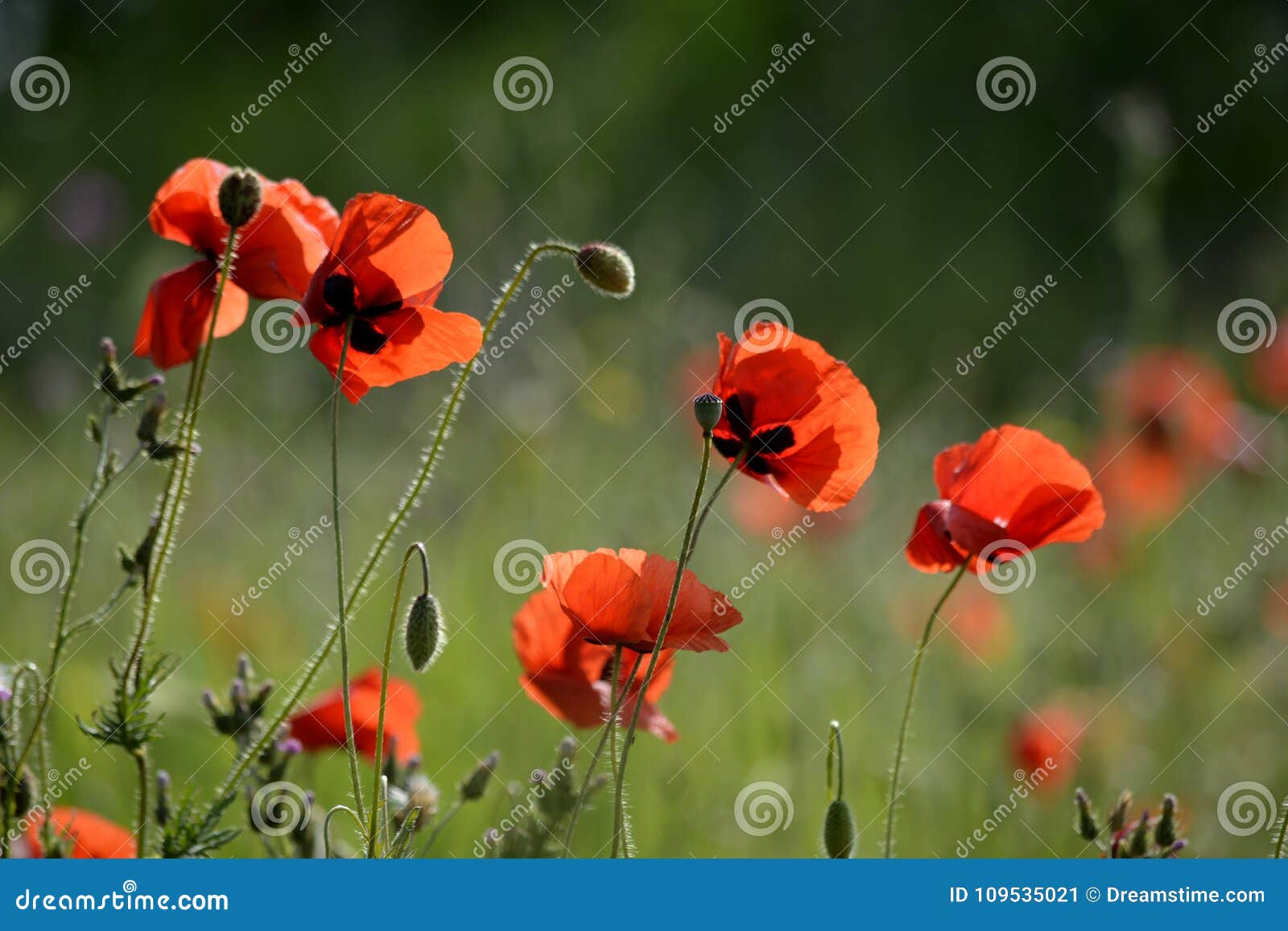 Poppies in the field stock image. Image of flowers, cliff - 109535021