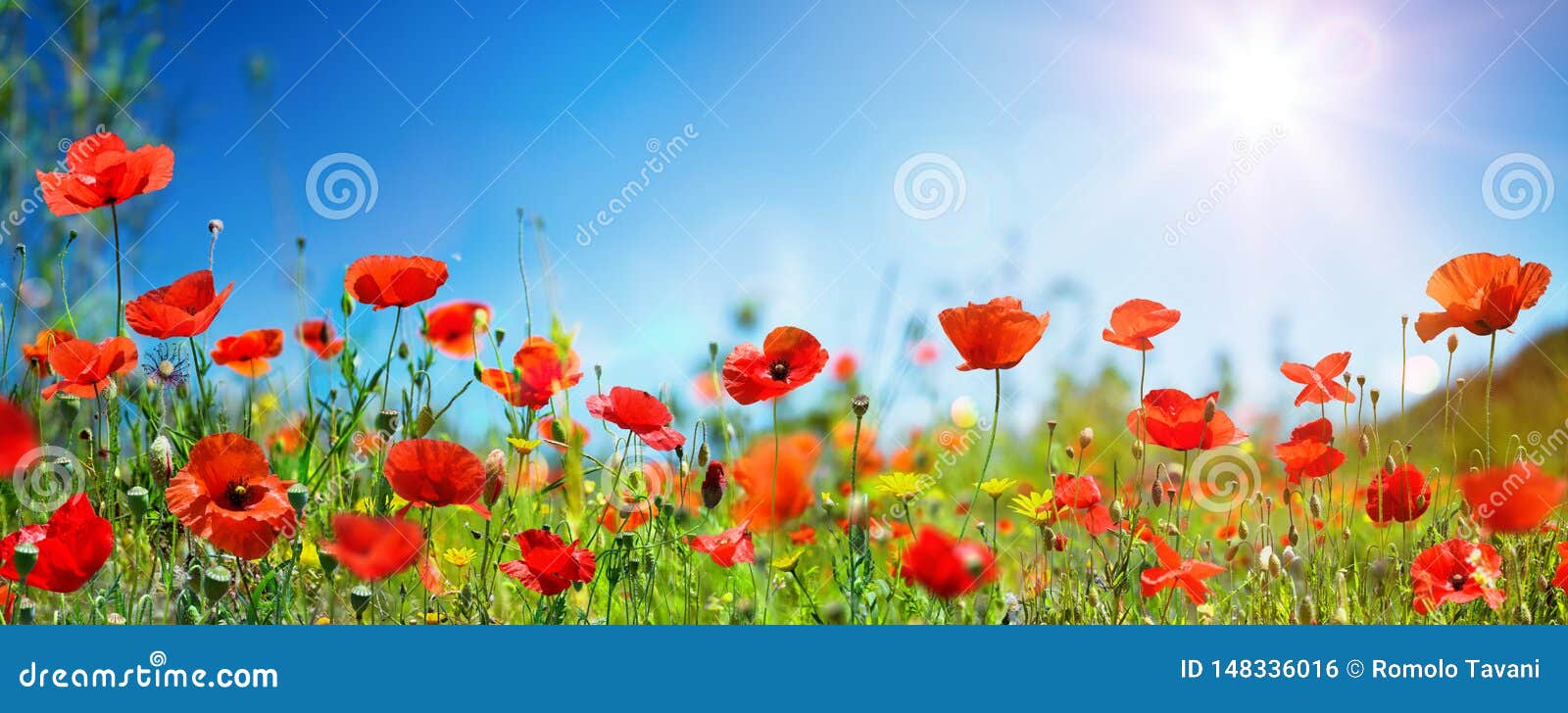 Poppies in Field in Sunny Scene Stock Photo - Image of bloom, green ...