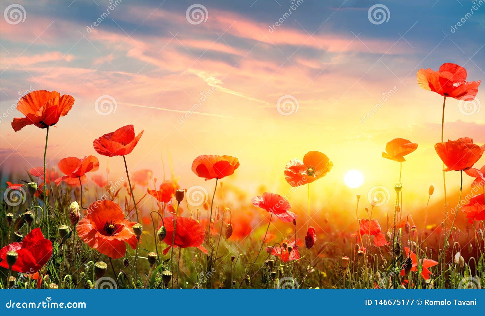 Poppies in Field at Sunset stock image. Image of spring - 146675177