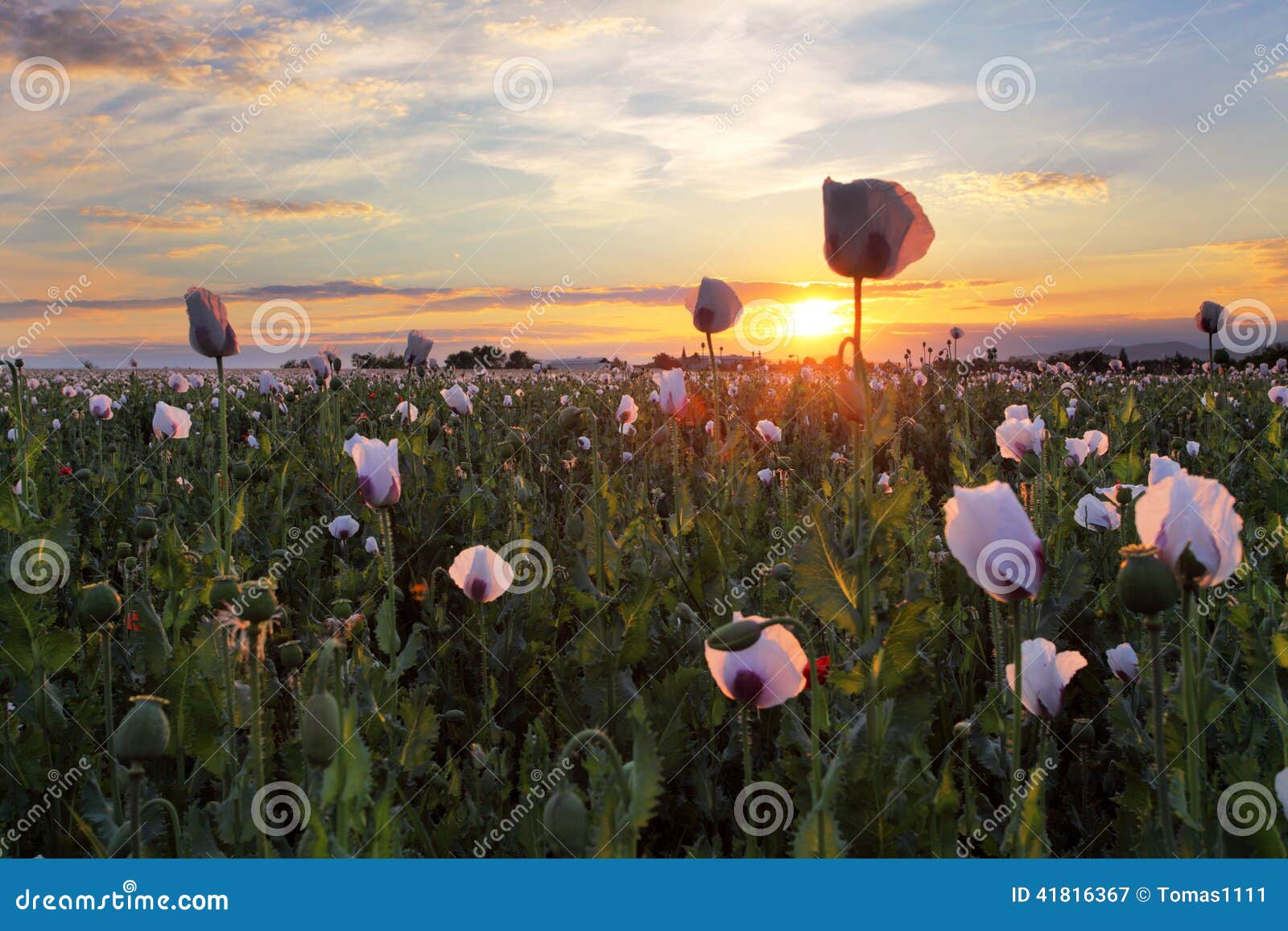Poppies field at sunset stock image. Image of blooming - 41816367