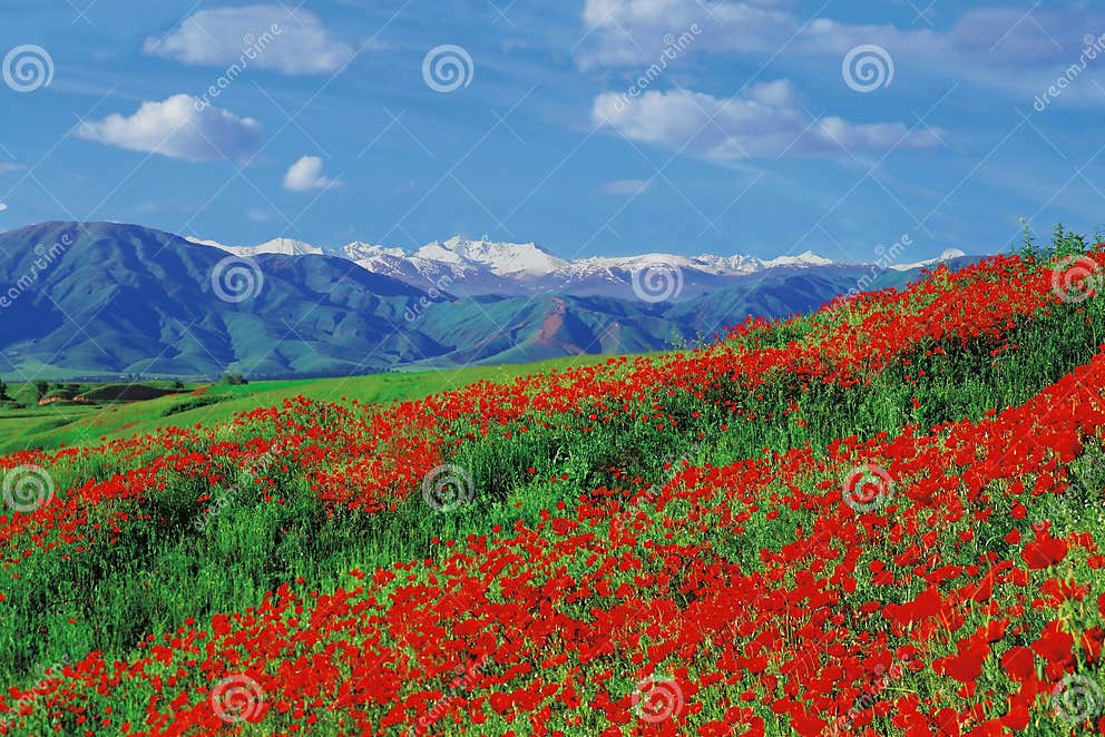 Poppies fields stock image. Image of lovely, colored - 11603169